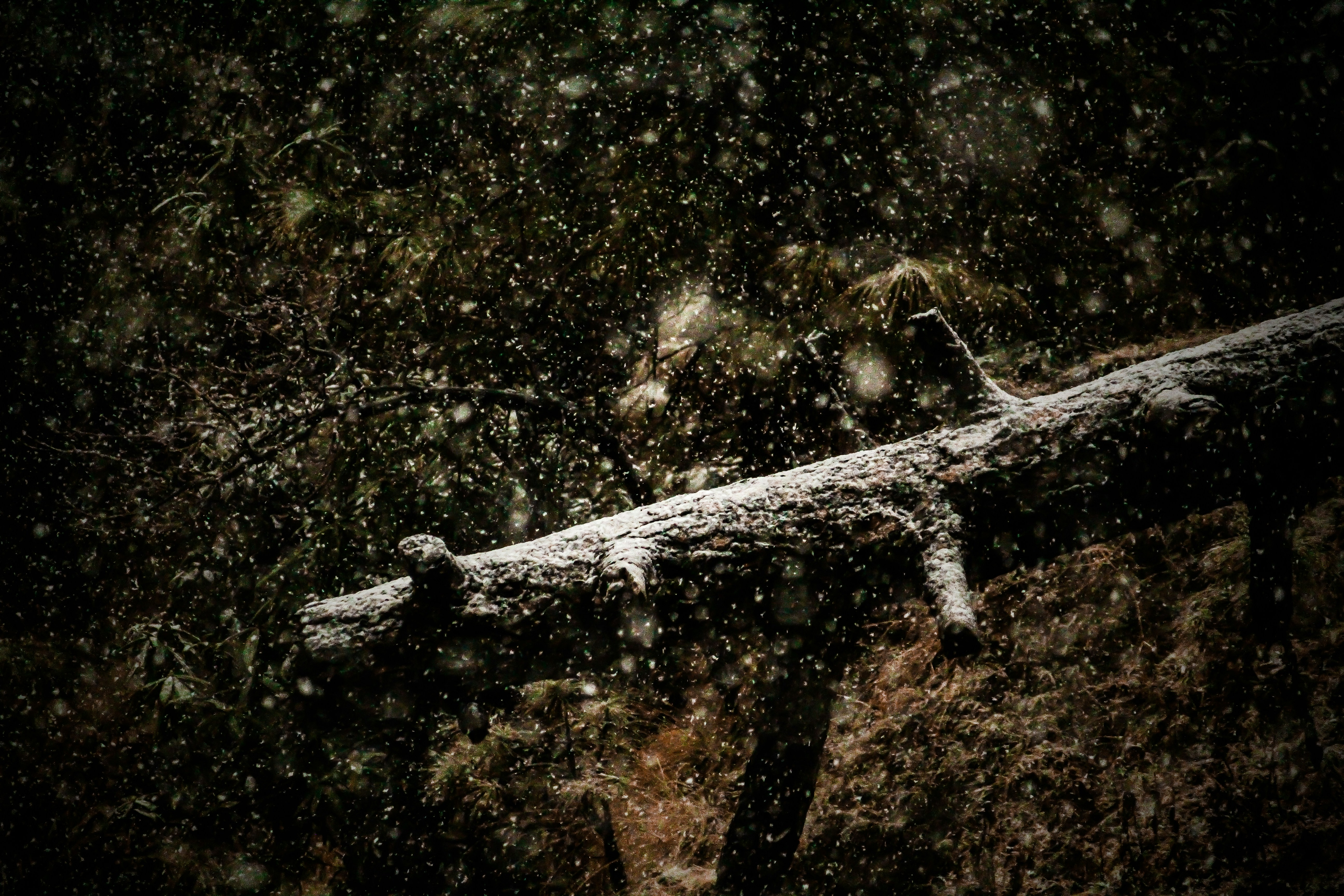 Fallen Tree