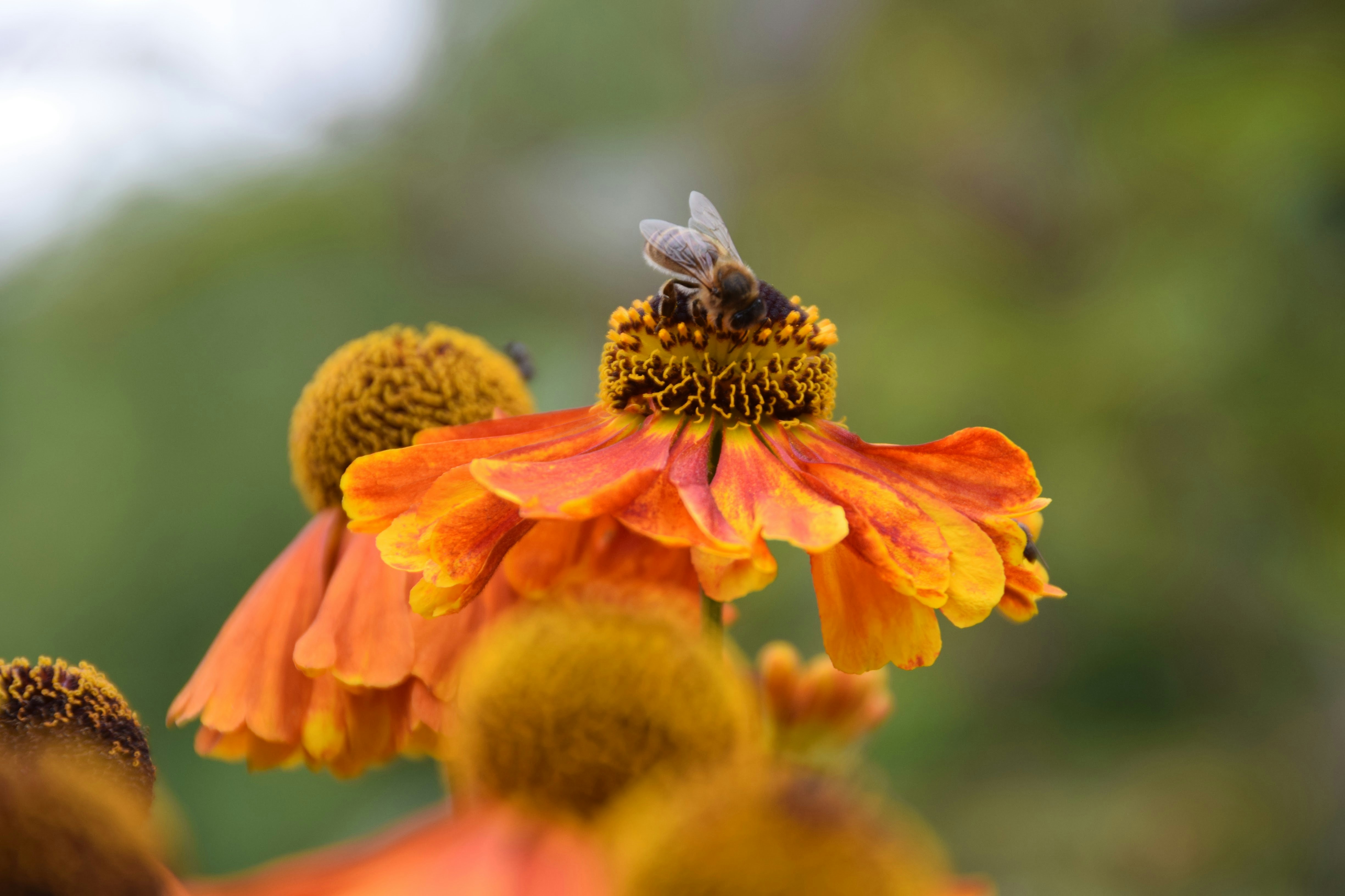Sunset Zinnia: A Bee's Quiet Pollination Moment