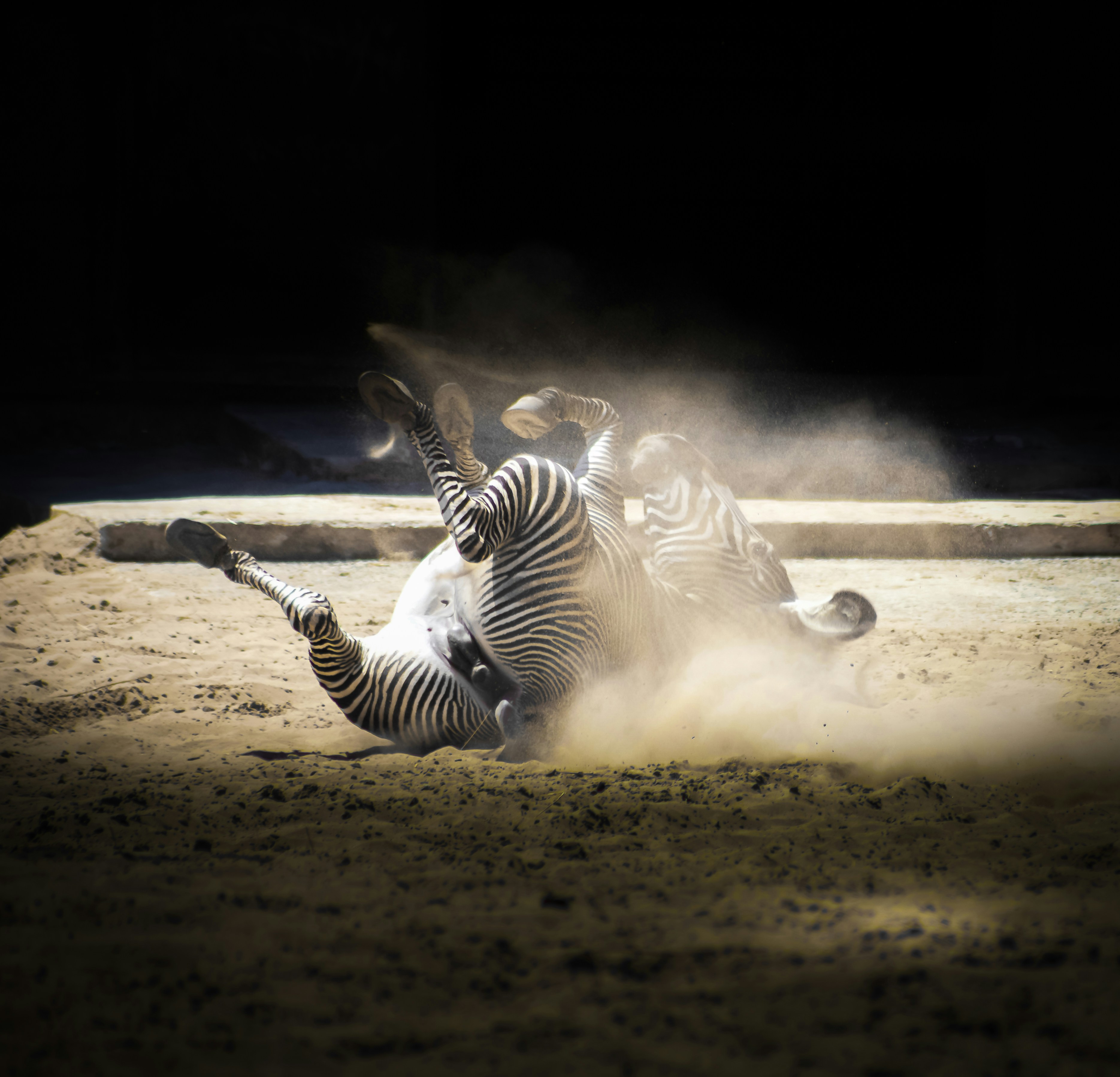 Dust Cloud Duel: Zebras Tangle in a Sunlit Sand Ring