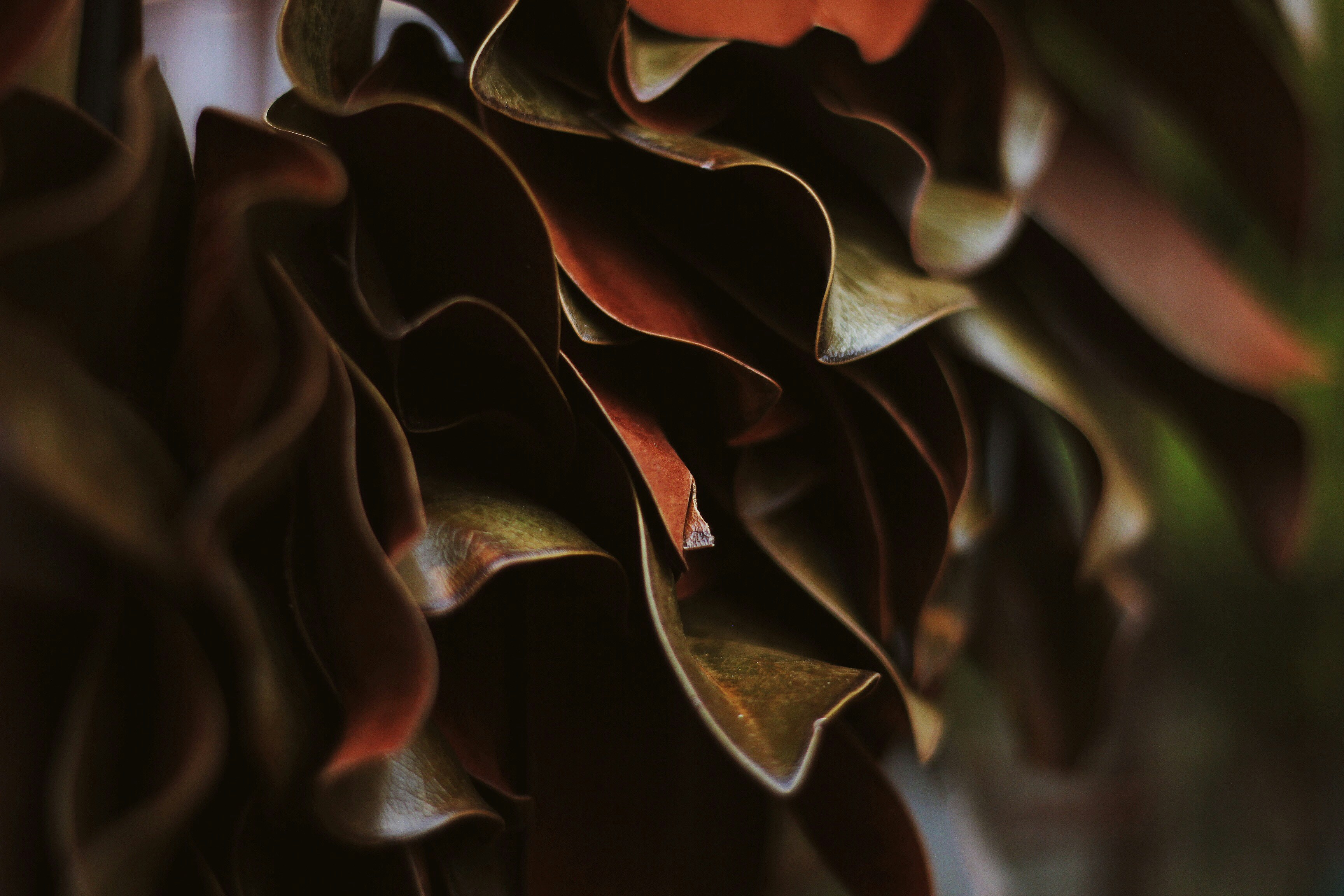 Rust-Toned Folds: A Macro Portrait of Shadowed Leaves