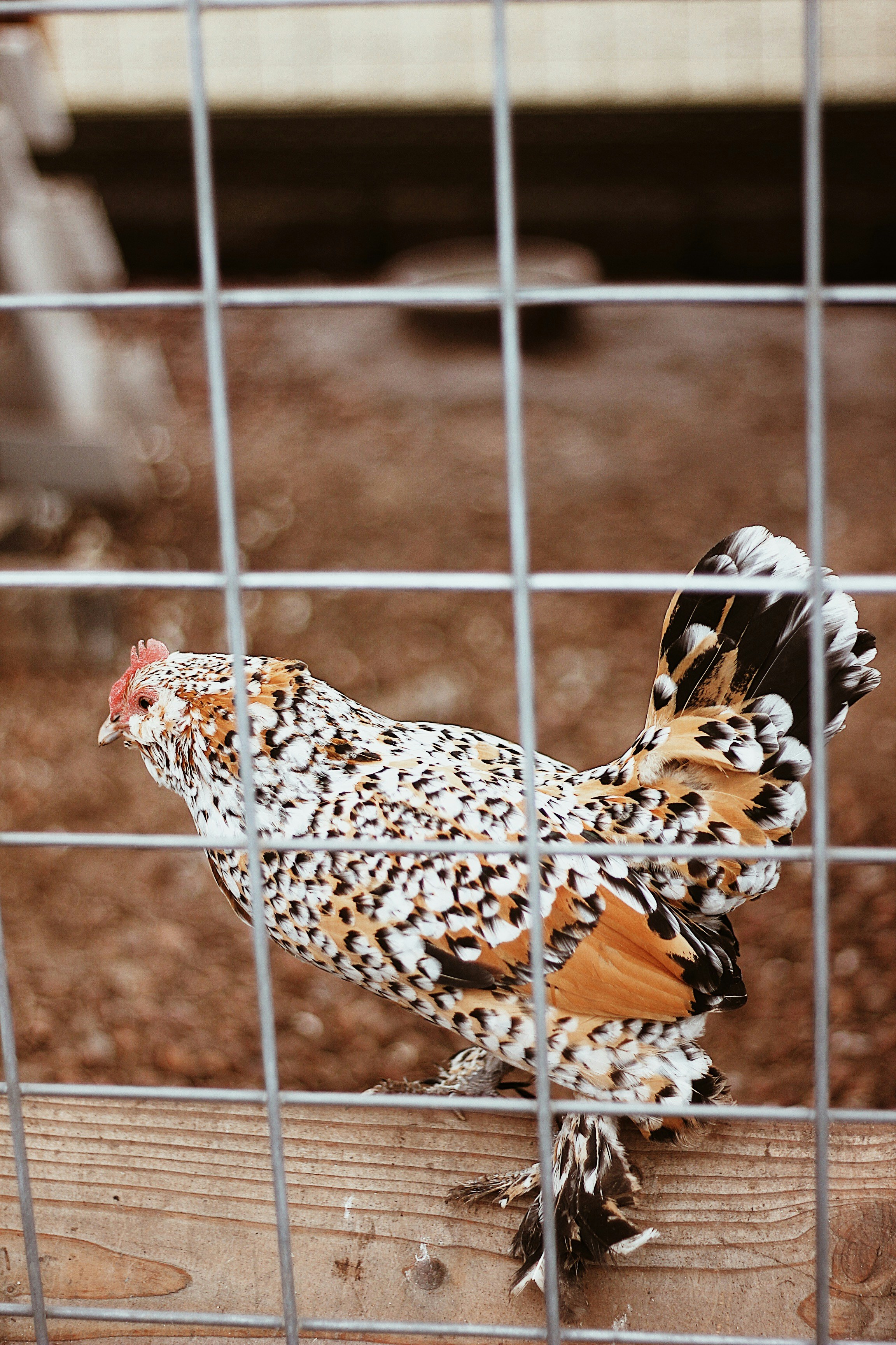 Coop Pictures | Download Free Images on Unsplash