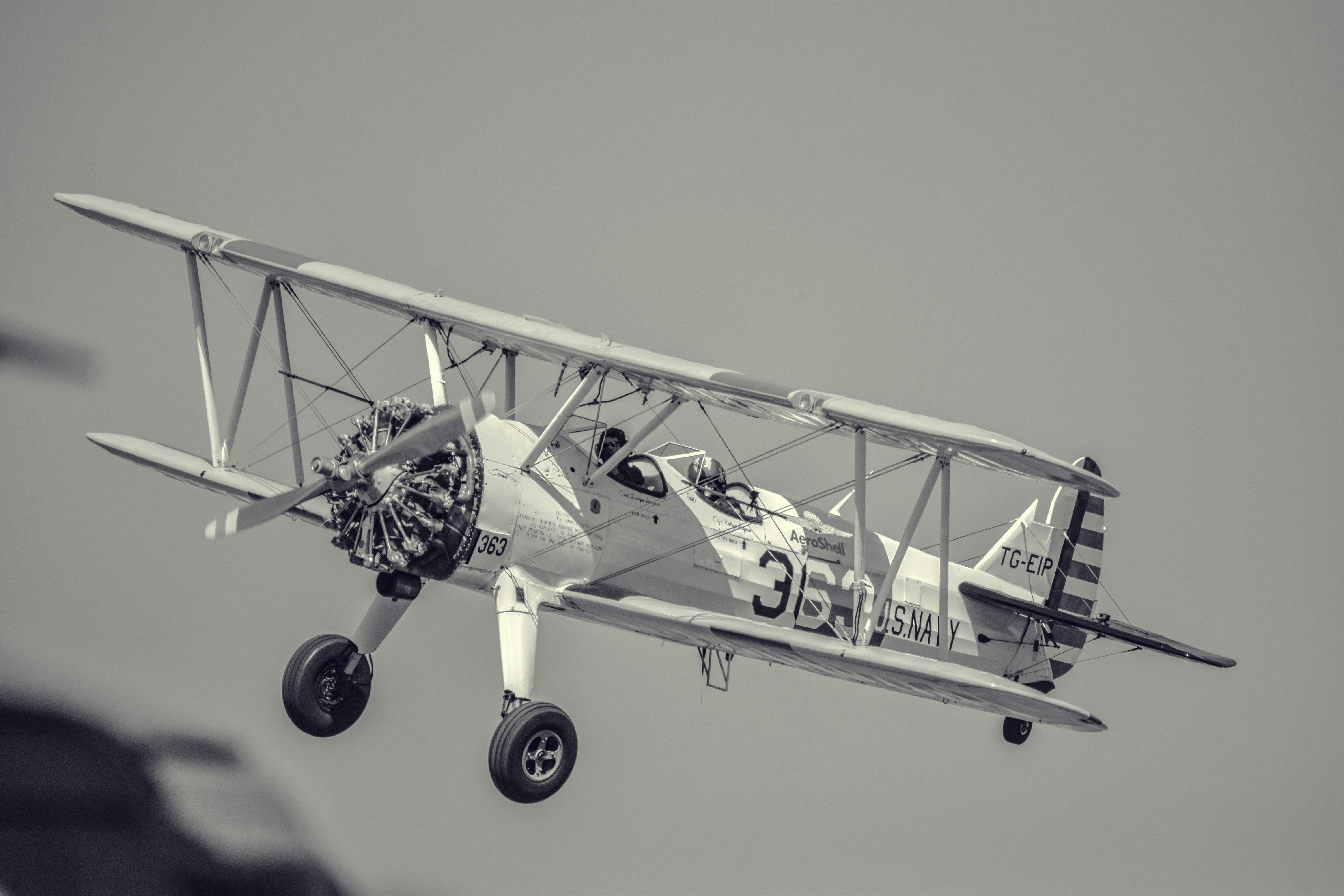 Grayscale photography of biplane photo – Free Animal Image on Unsplash