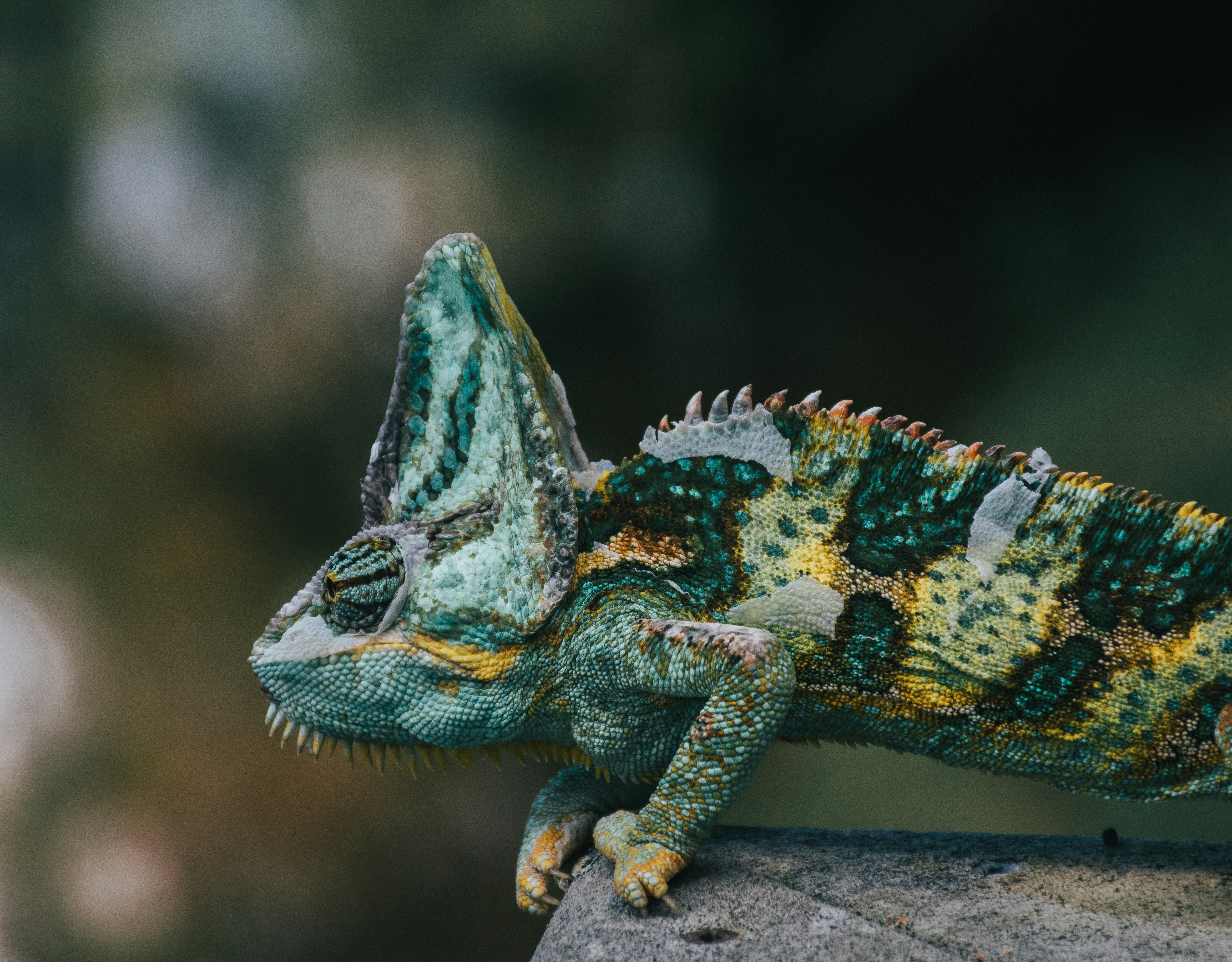 Chameleon perched on a branch, displaying vivid green and yellow scales against a blurred natural background.