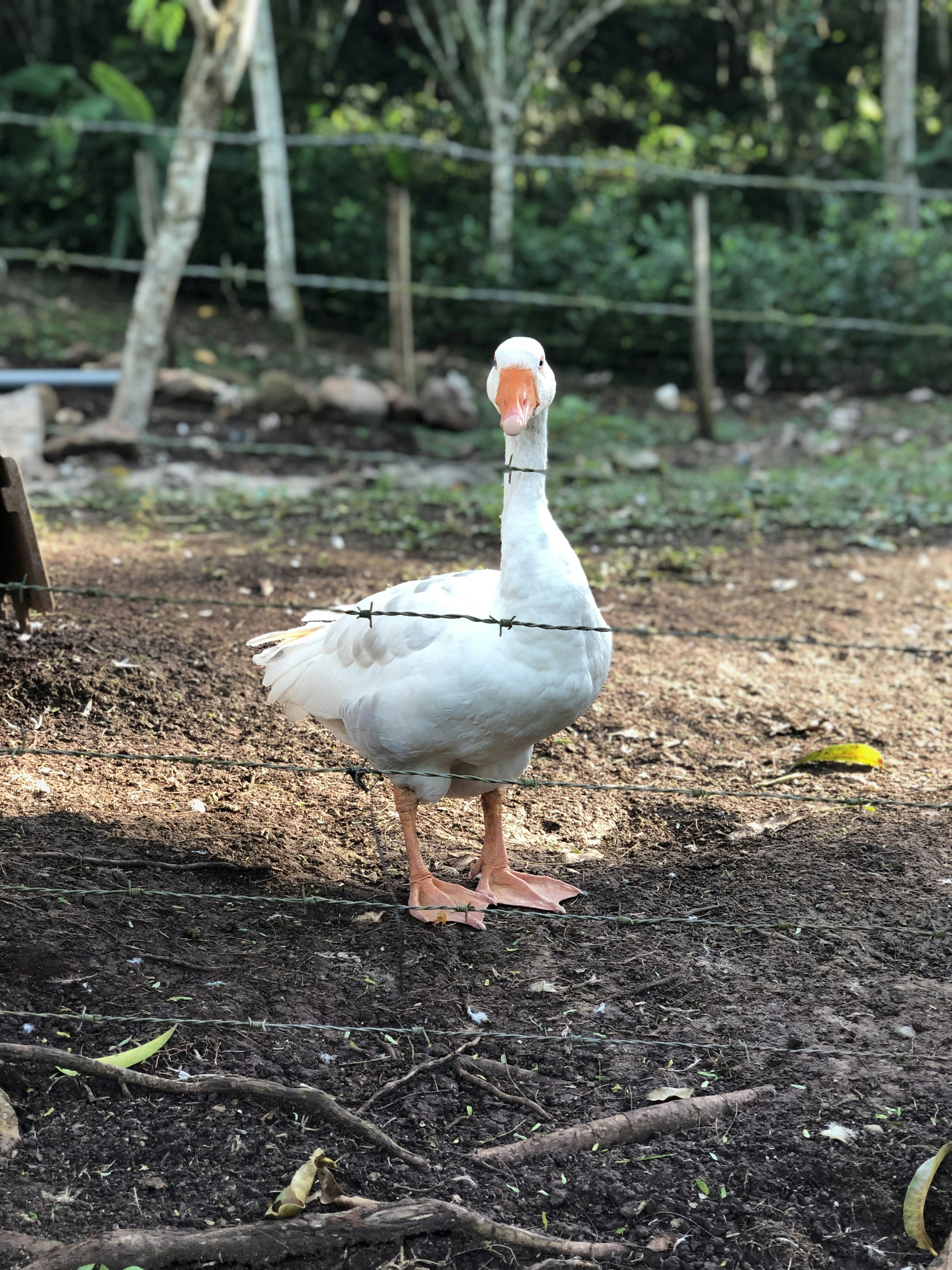 Center-Stage White Goose Behind a Barbed-Wire Fence