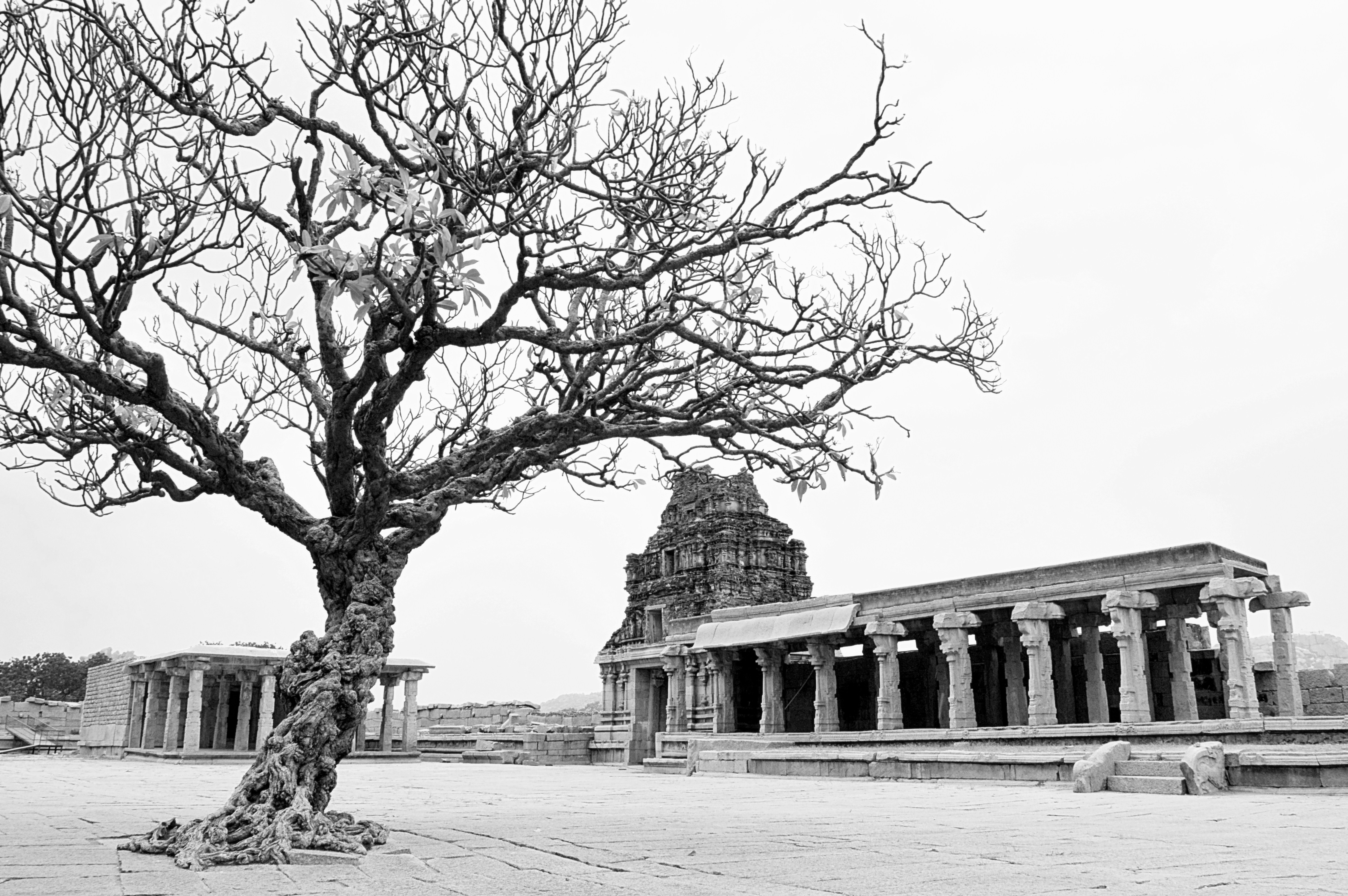 Grayscale photography of withered tree photo – Free Grey Image on Unsplash
