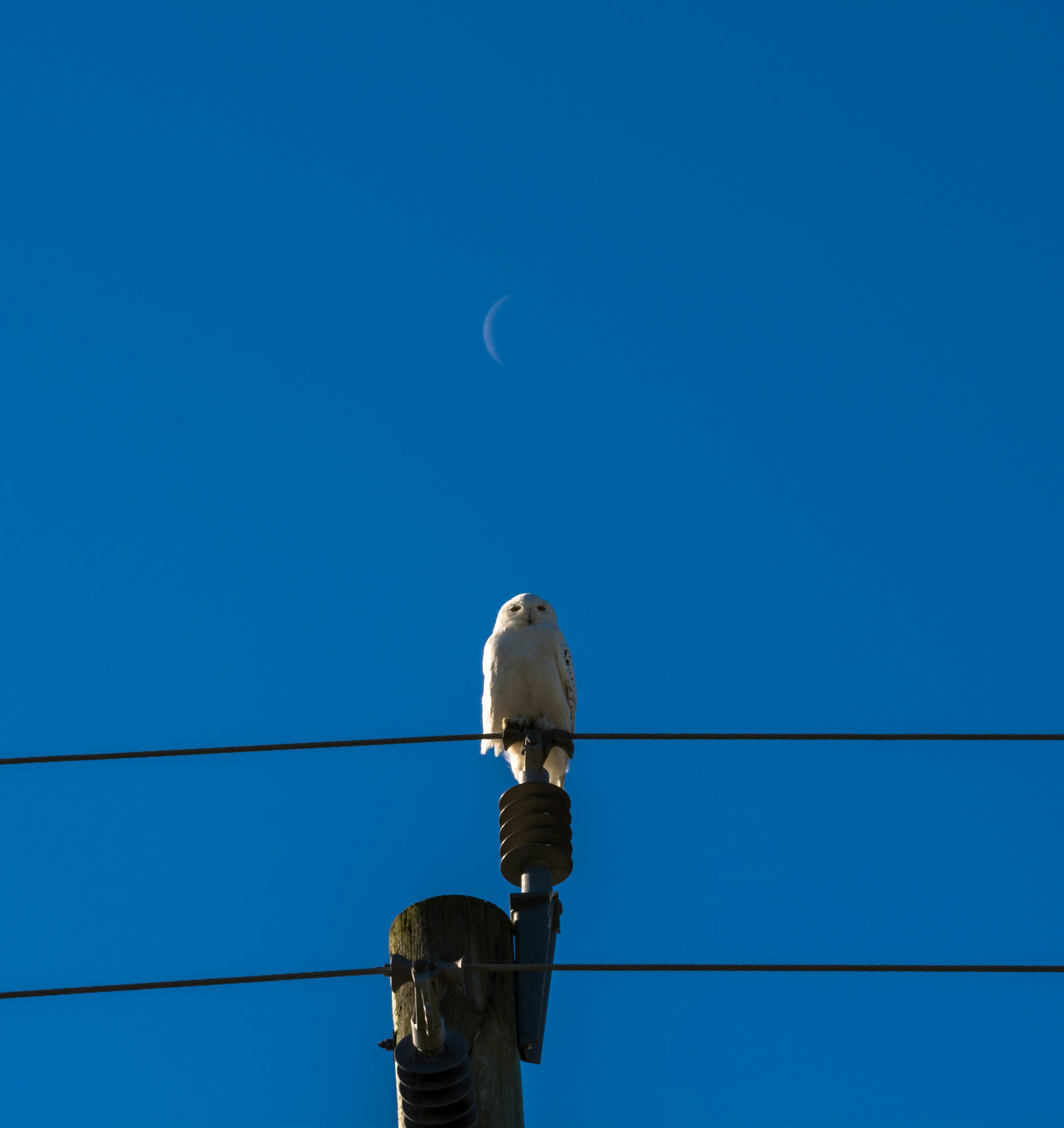 Snowy Perch Under a Crescent Moon on a Quiet Power Line