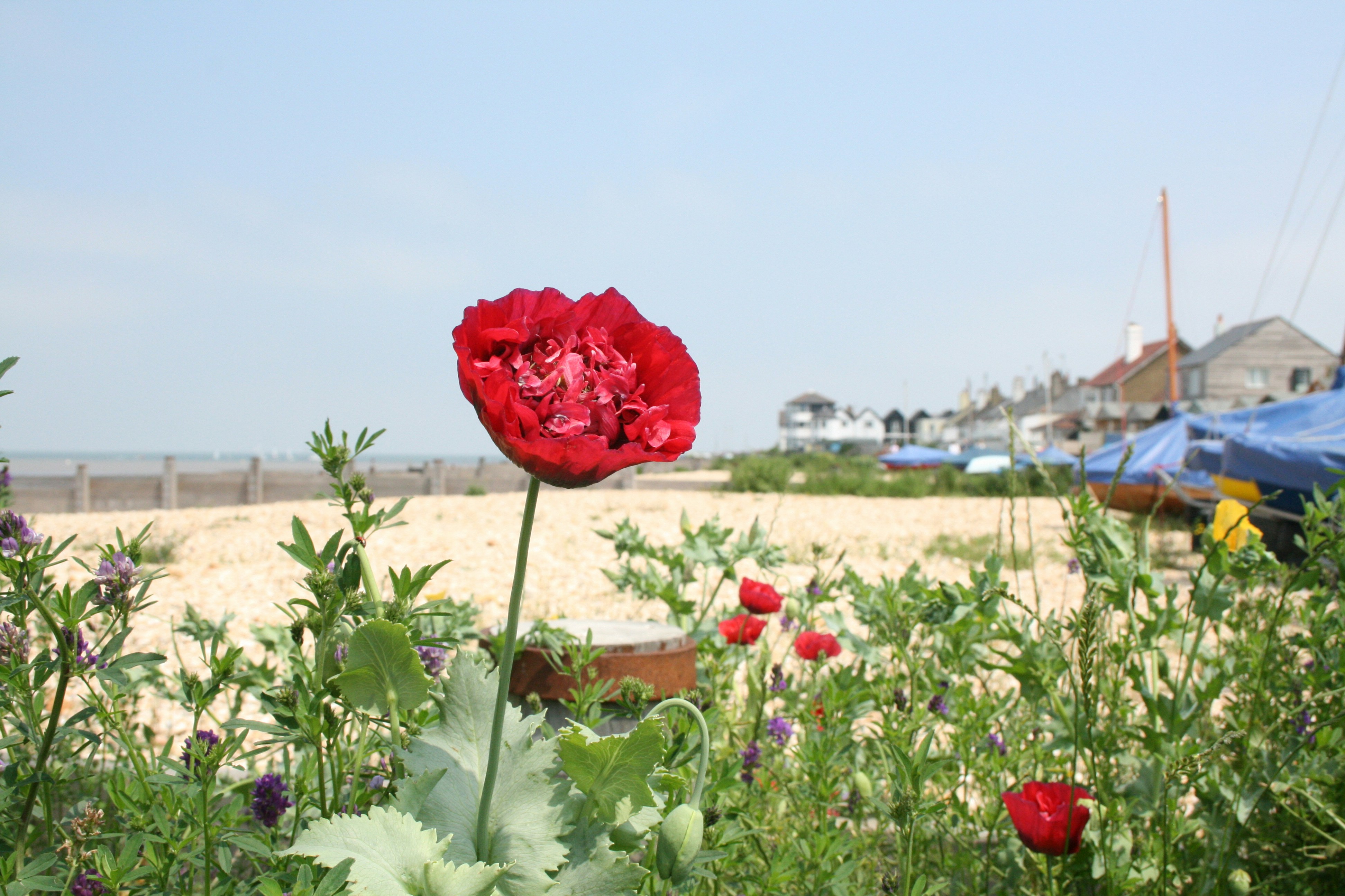 Red poppies photo – Free Beach Image on Unsplash
