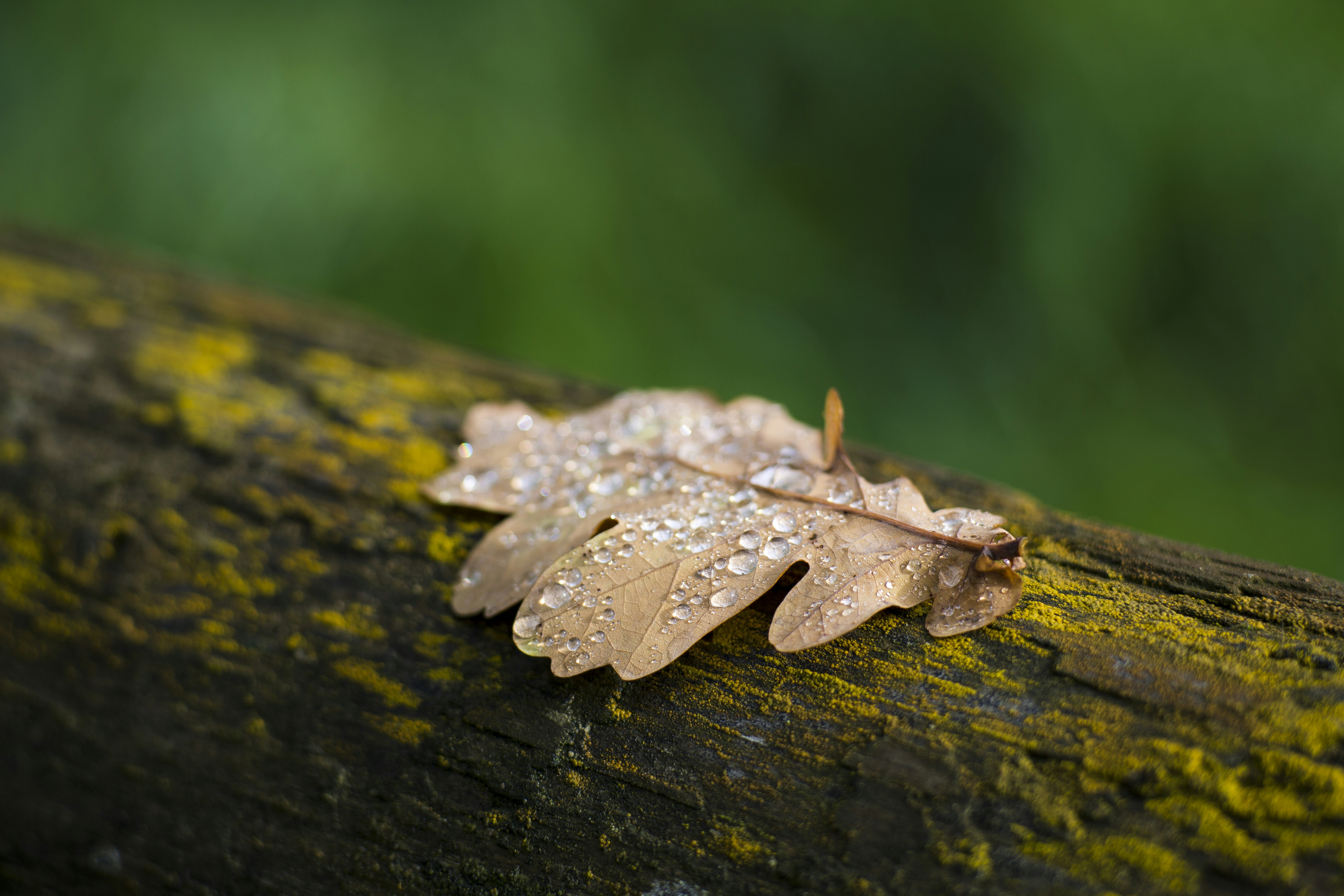 Moss-dusted Autumn Leaf Resting on a Log