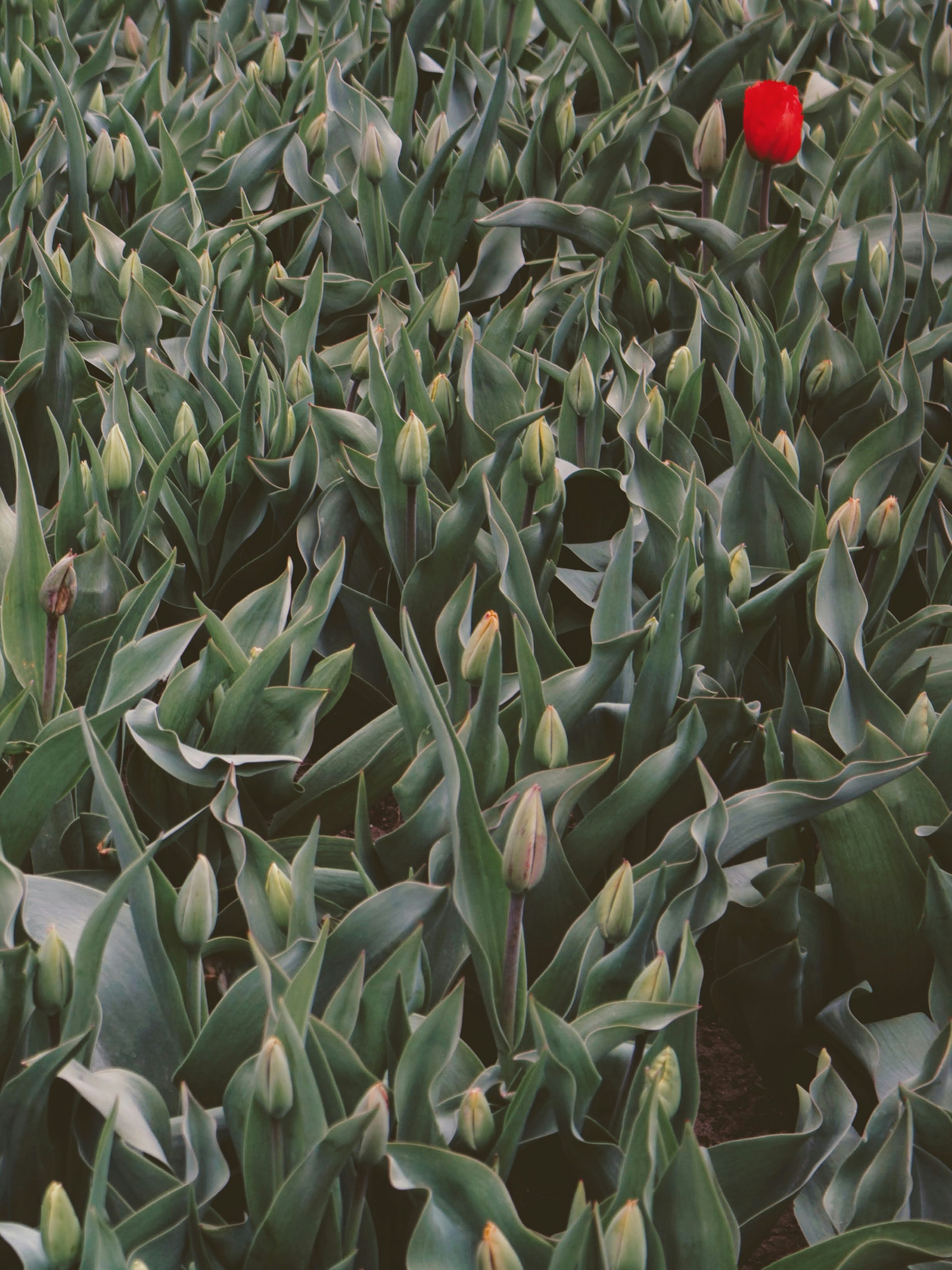 One Red Tulip Emerges Above a Sea of Green Buds