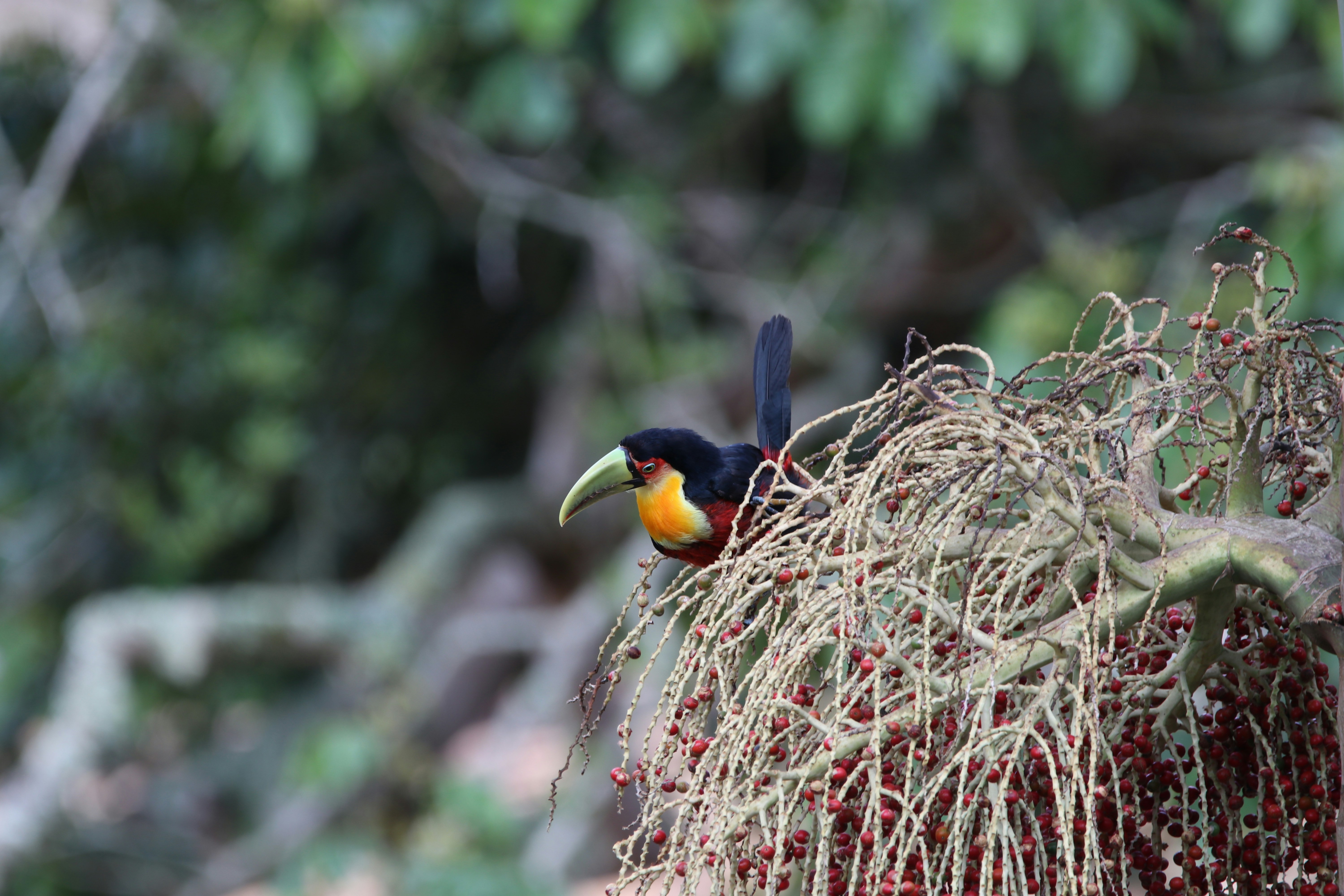 Crimson-throated Toucan Suspended Among Tangled Vines in Dappled Light