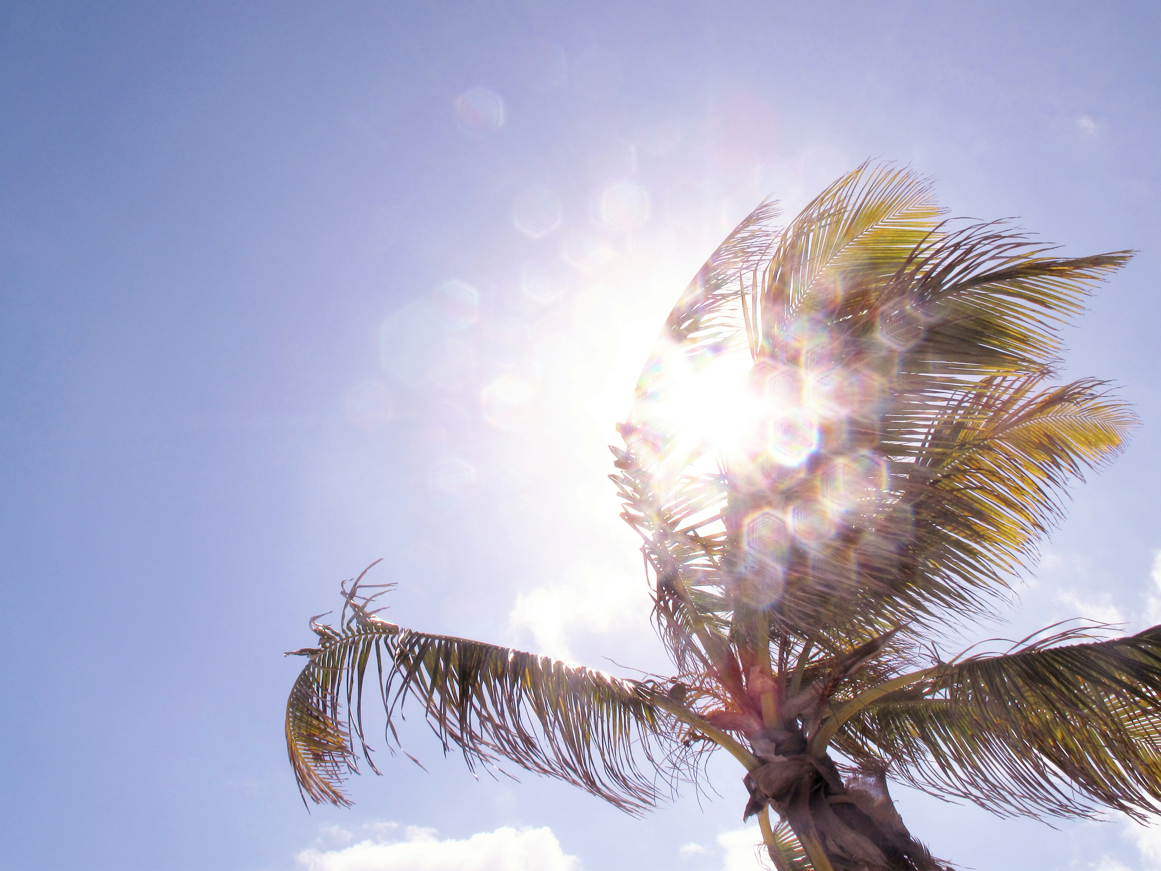 Sunburst Through Palm Fronds: A Noon Moment of Light