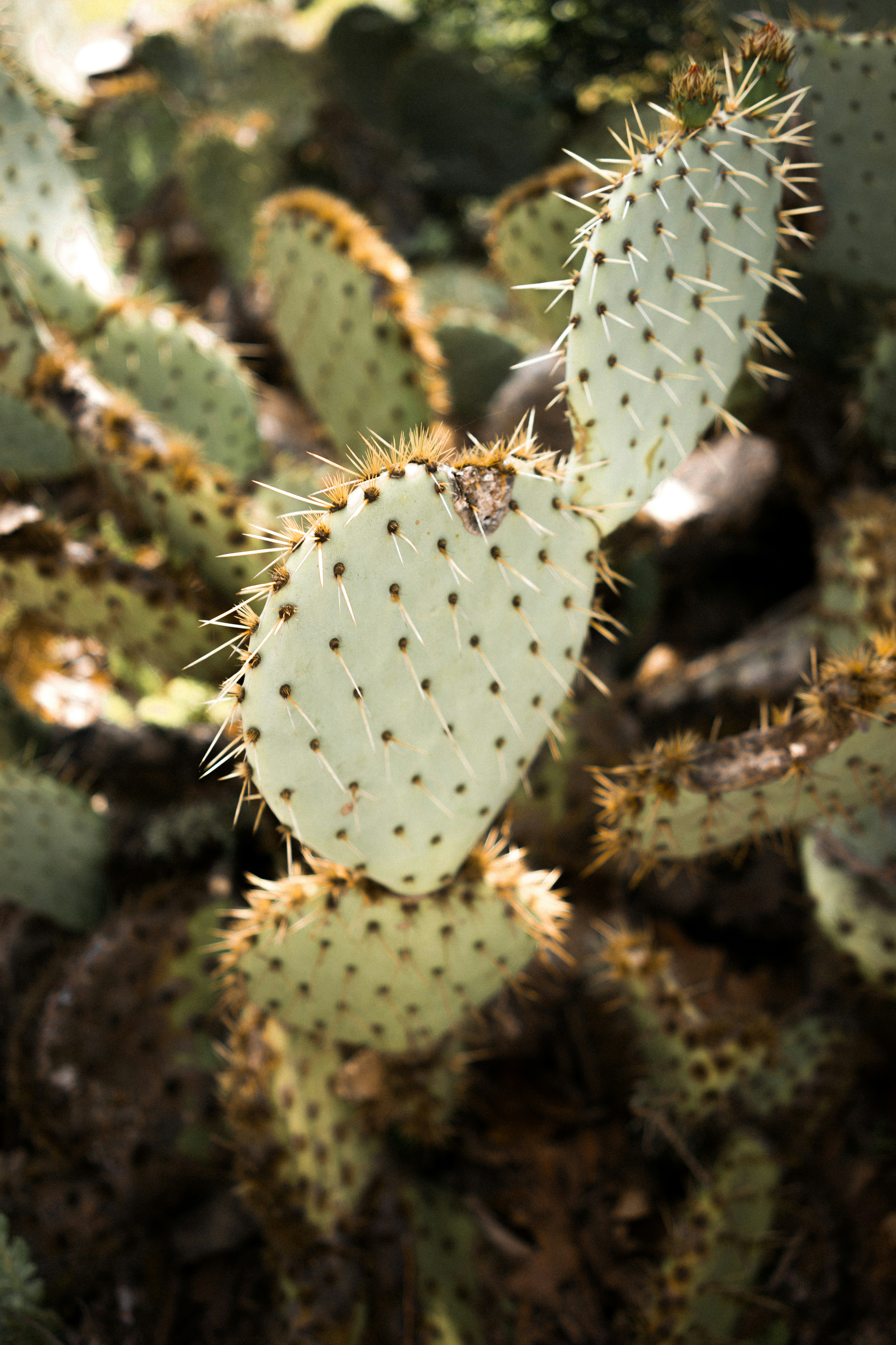 Close-up of a prickly pear cactus showcasing its distinctive pads and spines in a sunlit environment.