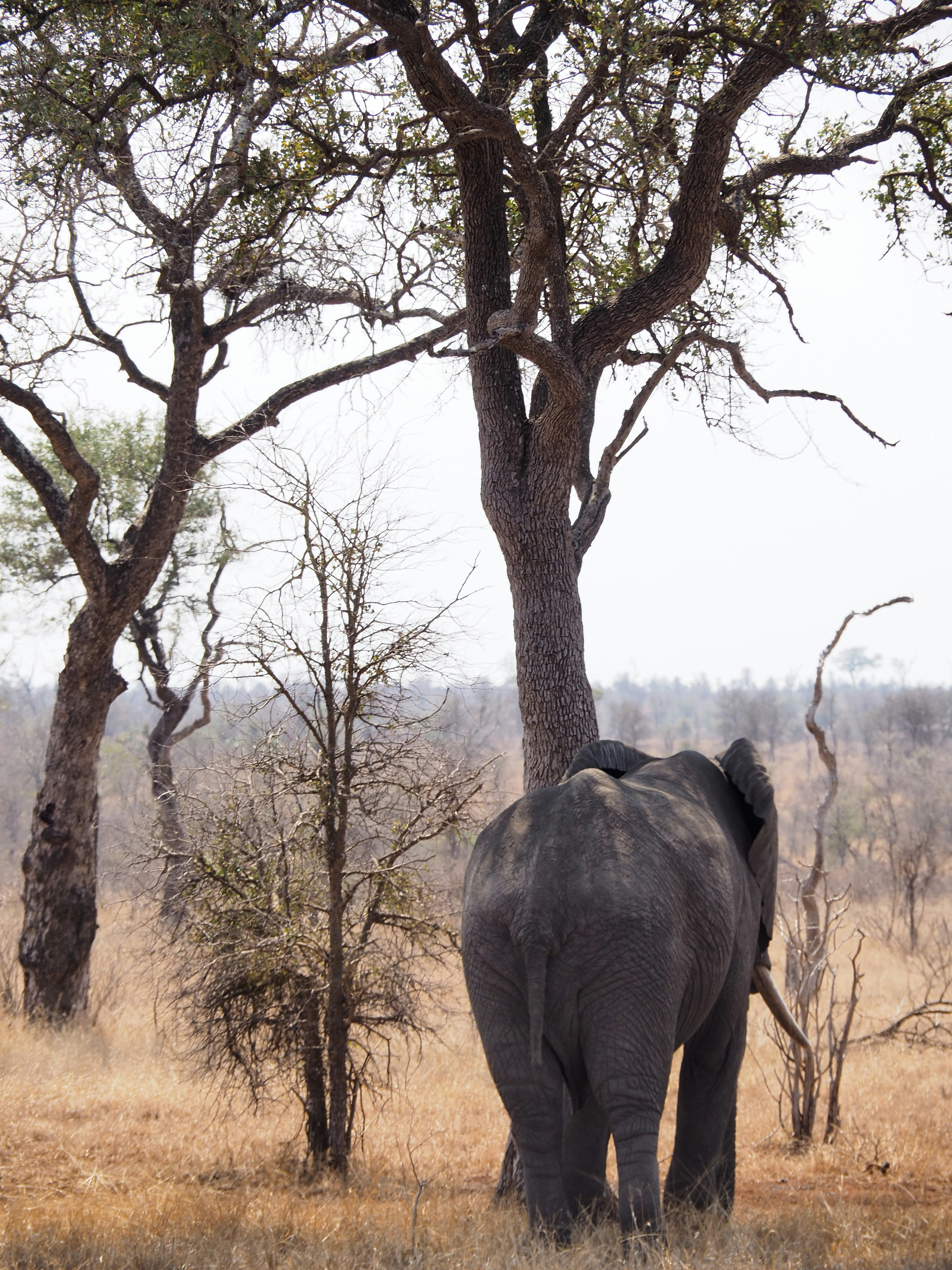 An elephant stands quietly beneath a tree in a dry savannah landscape, showcasing its majestic form against the sparse vegetation.
