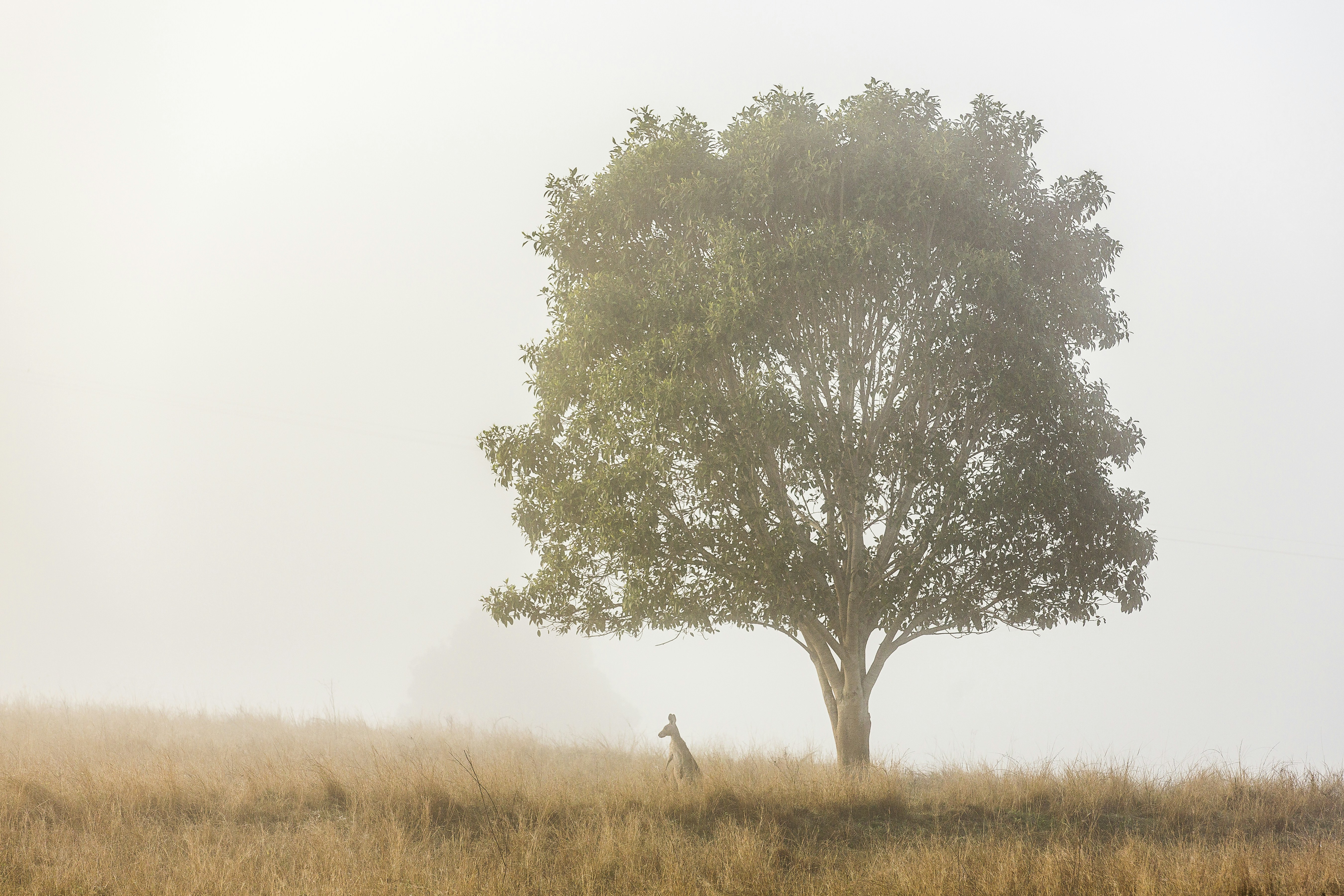 A lone figure stands beneath a towering tree in a foggy landscape, surrounded by golden grasses. The ethereal atmosphere creates a sense of solitude.