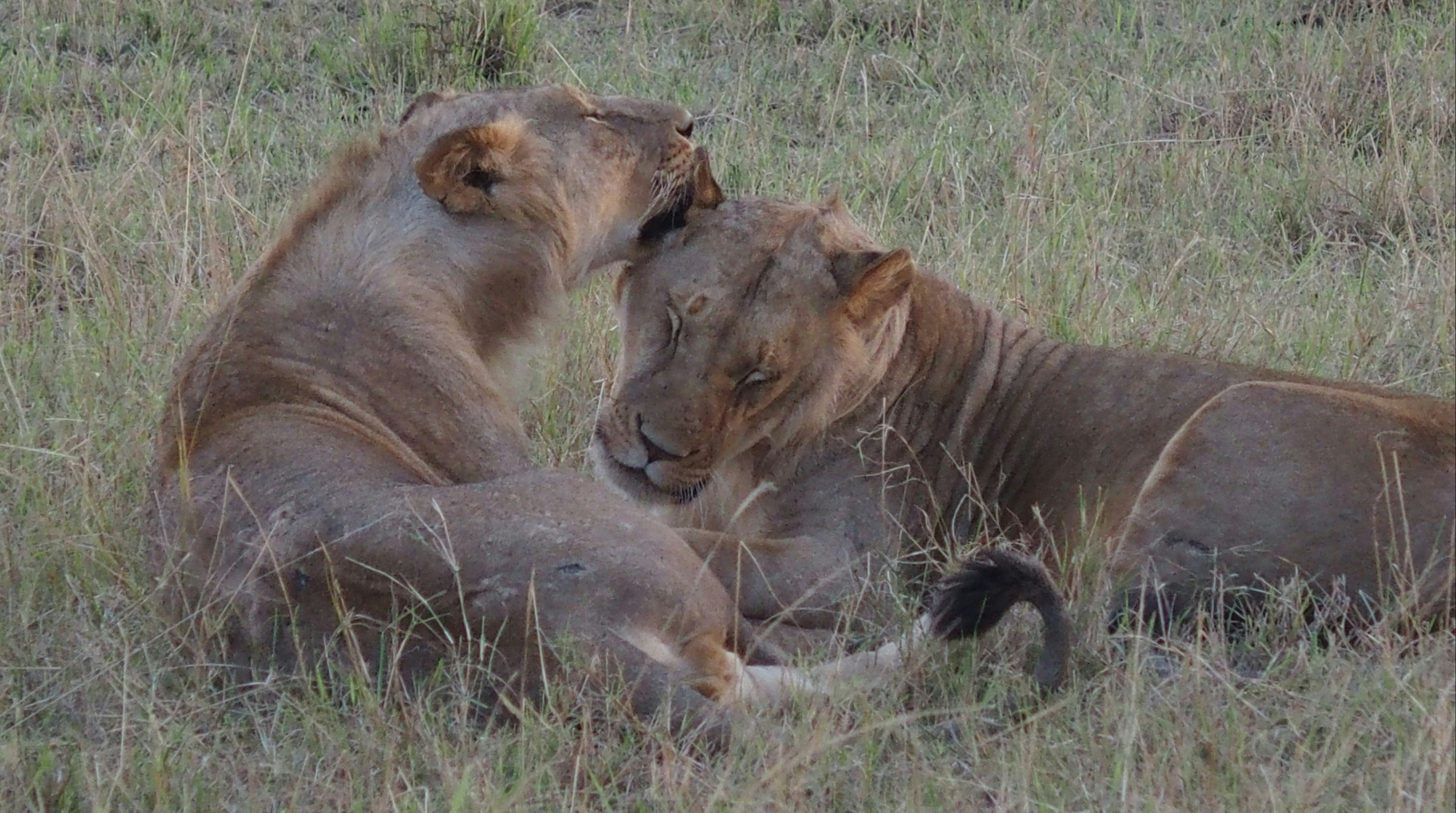 Two lions sharing an intimate moment in the grasslands, showcasing their bond and natural behavior.