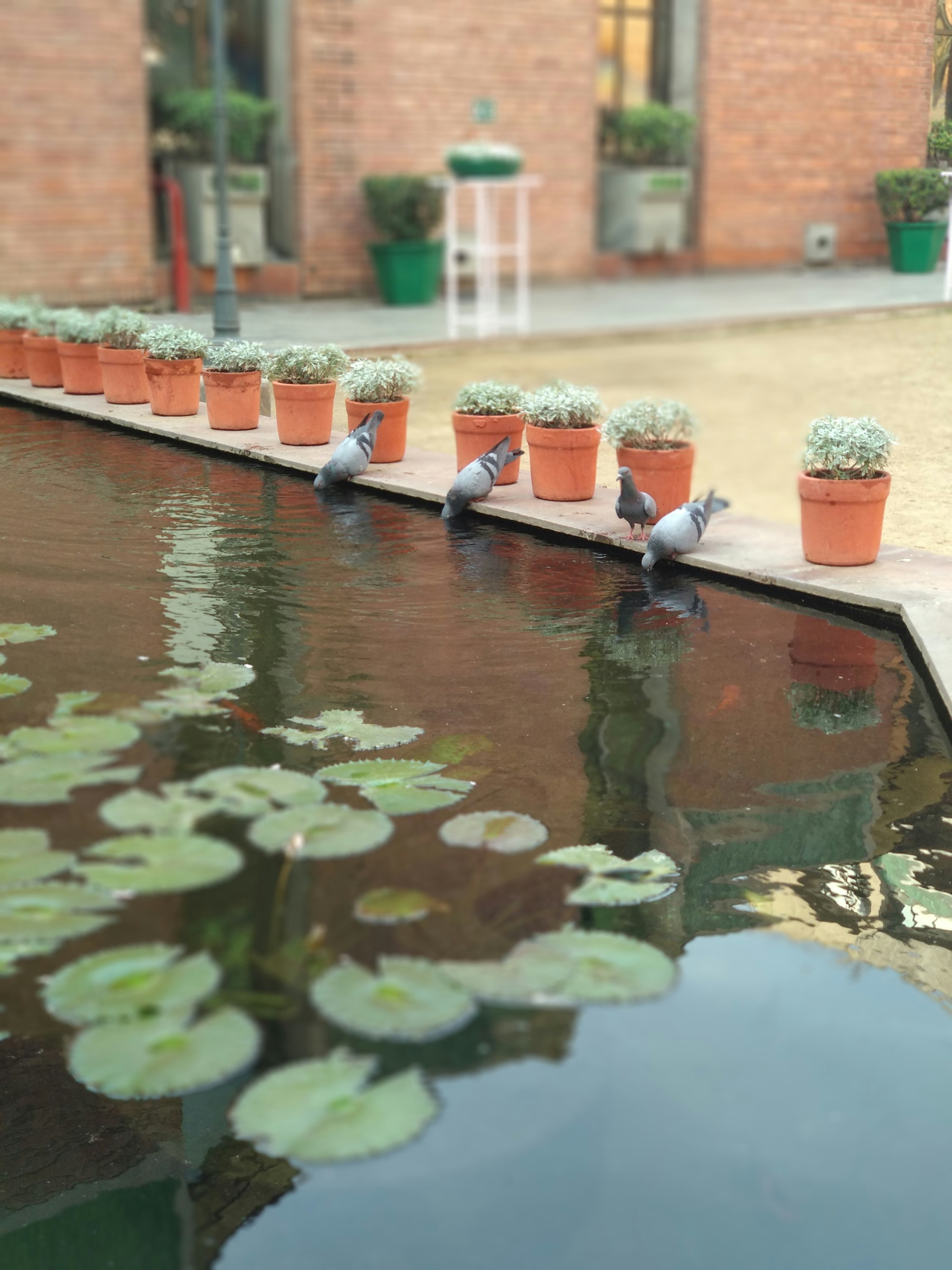 Pigeons perch along a plant-lined pier beside a lily-pad pond, with a blurred brick backdrop.