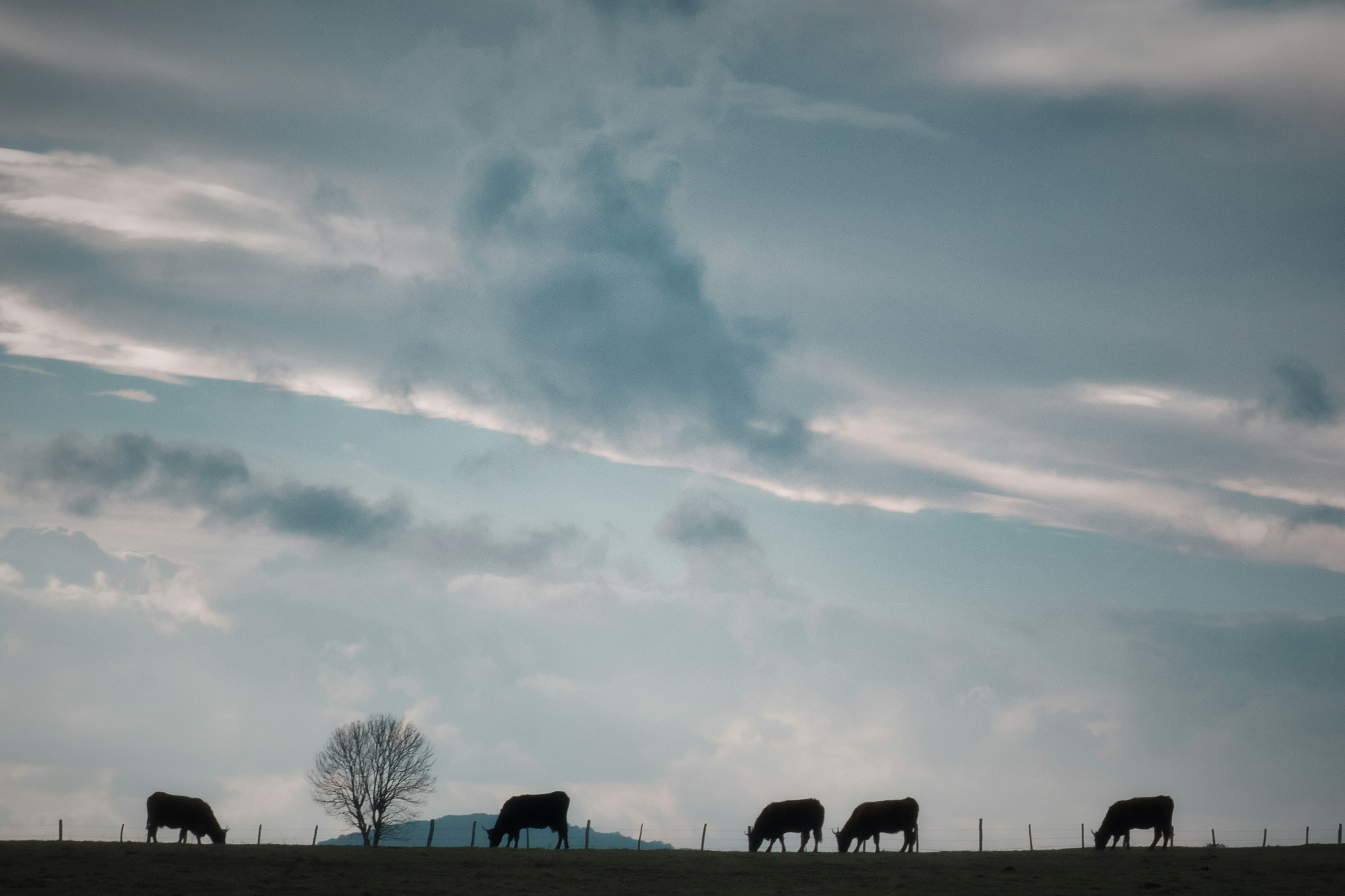 Horizon of Silence: Cattle Silhouettes and a Lone Tree at Dusk