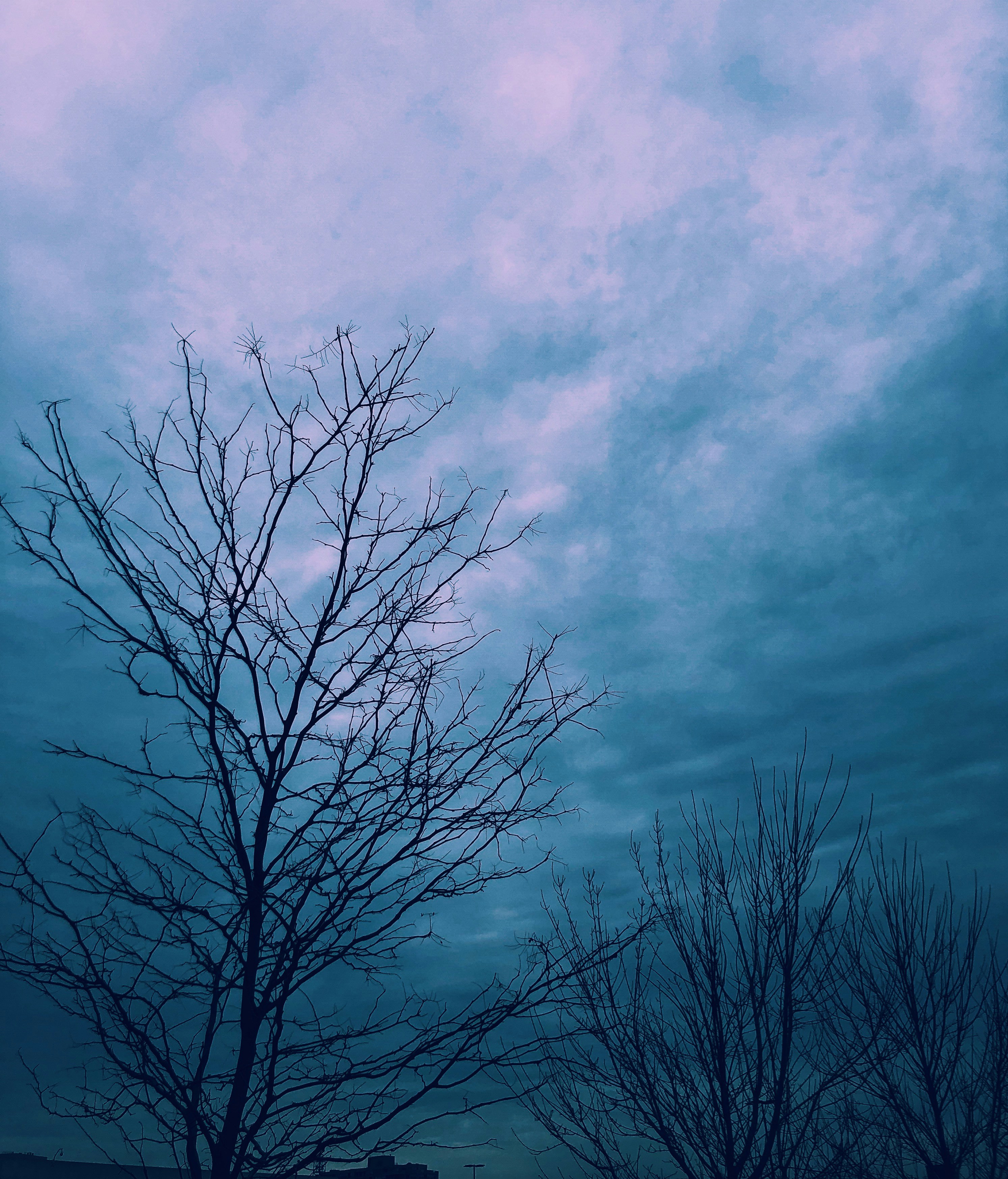 Bare branches silhouetted against a moody, overcast sky, evoking a sense of solitude and reflection.