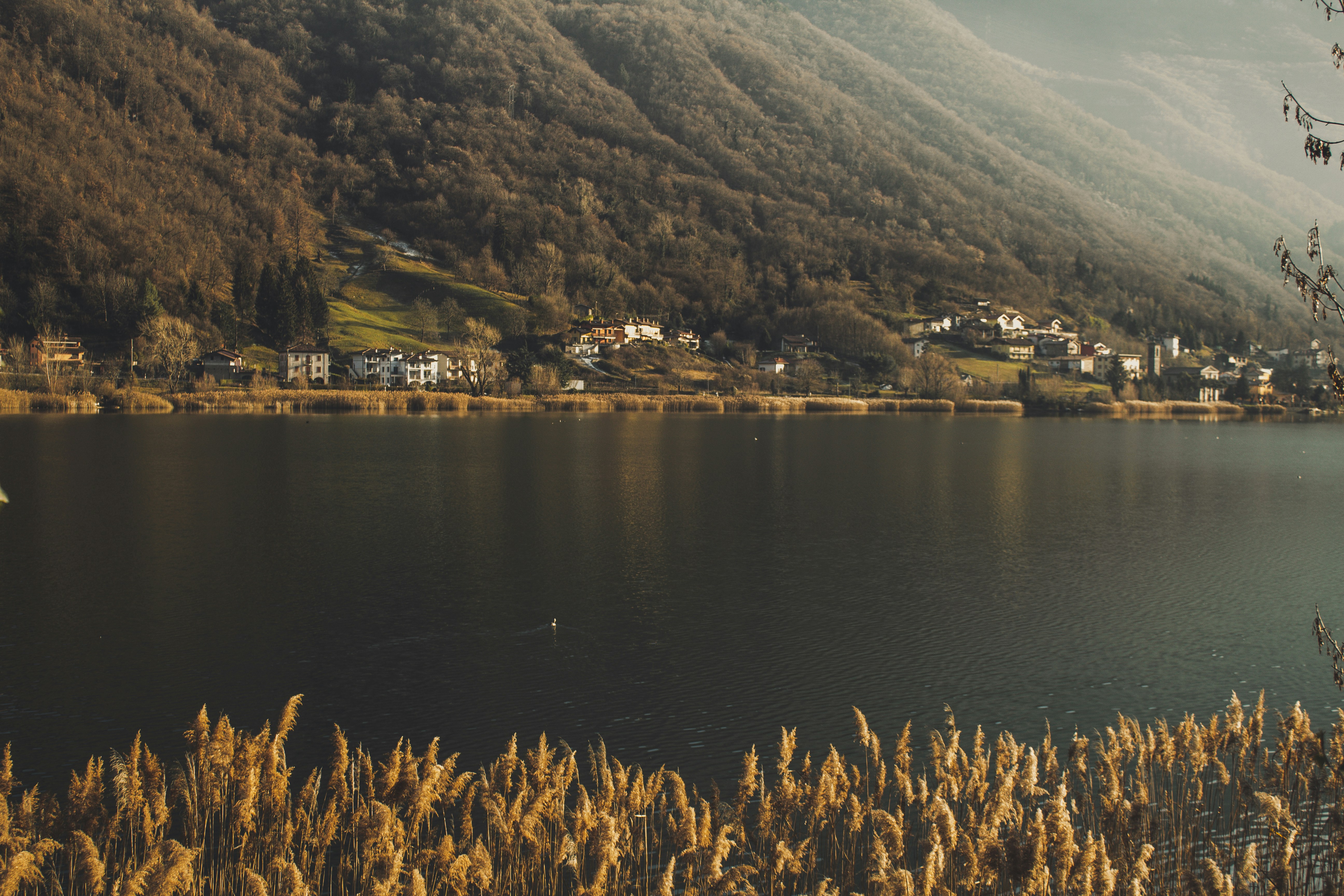 Amber Reeds Framing a Lakeside Village at Dusk
