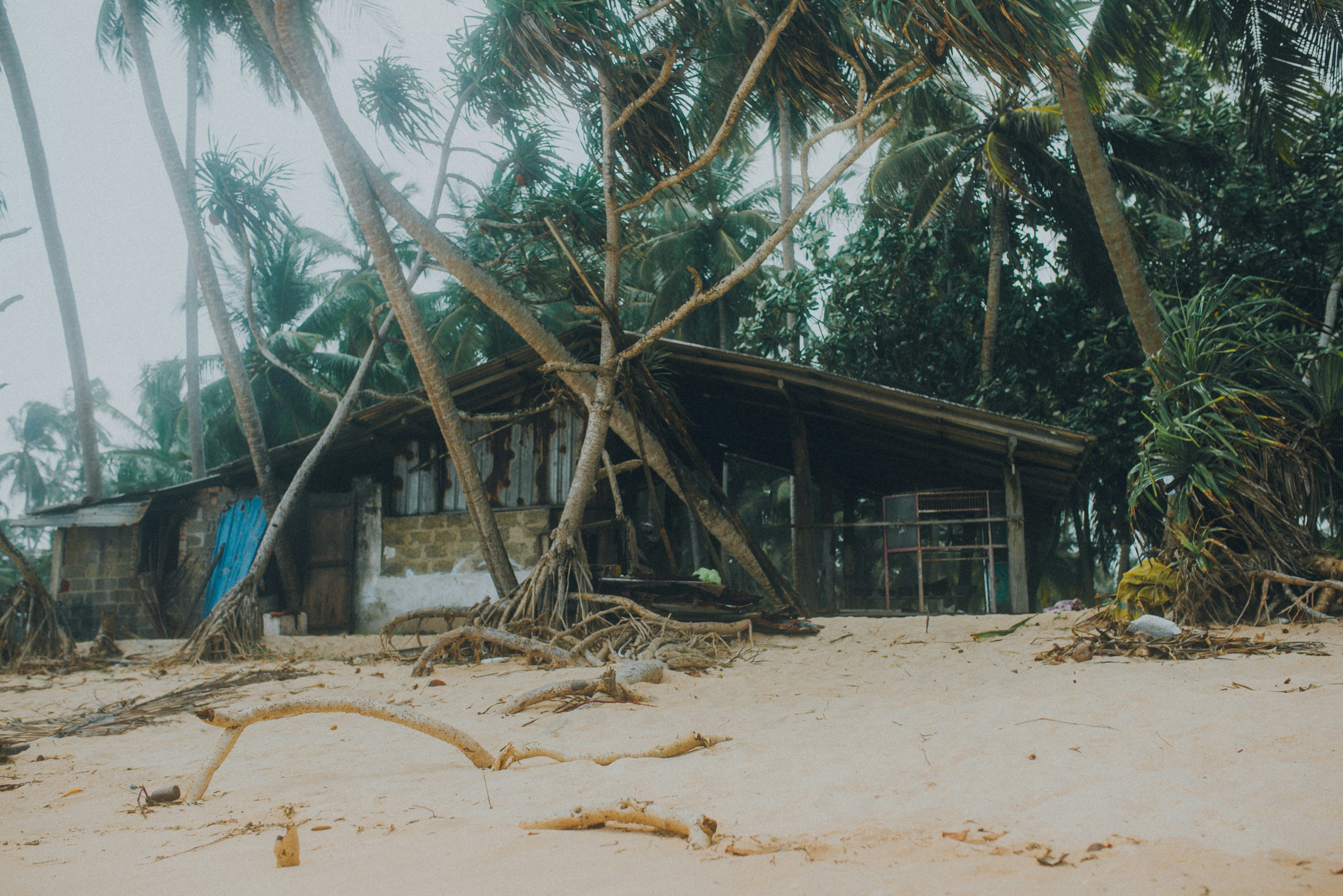 Leaning Beach Shack Framed by Windward Palms on a Sandy Shore