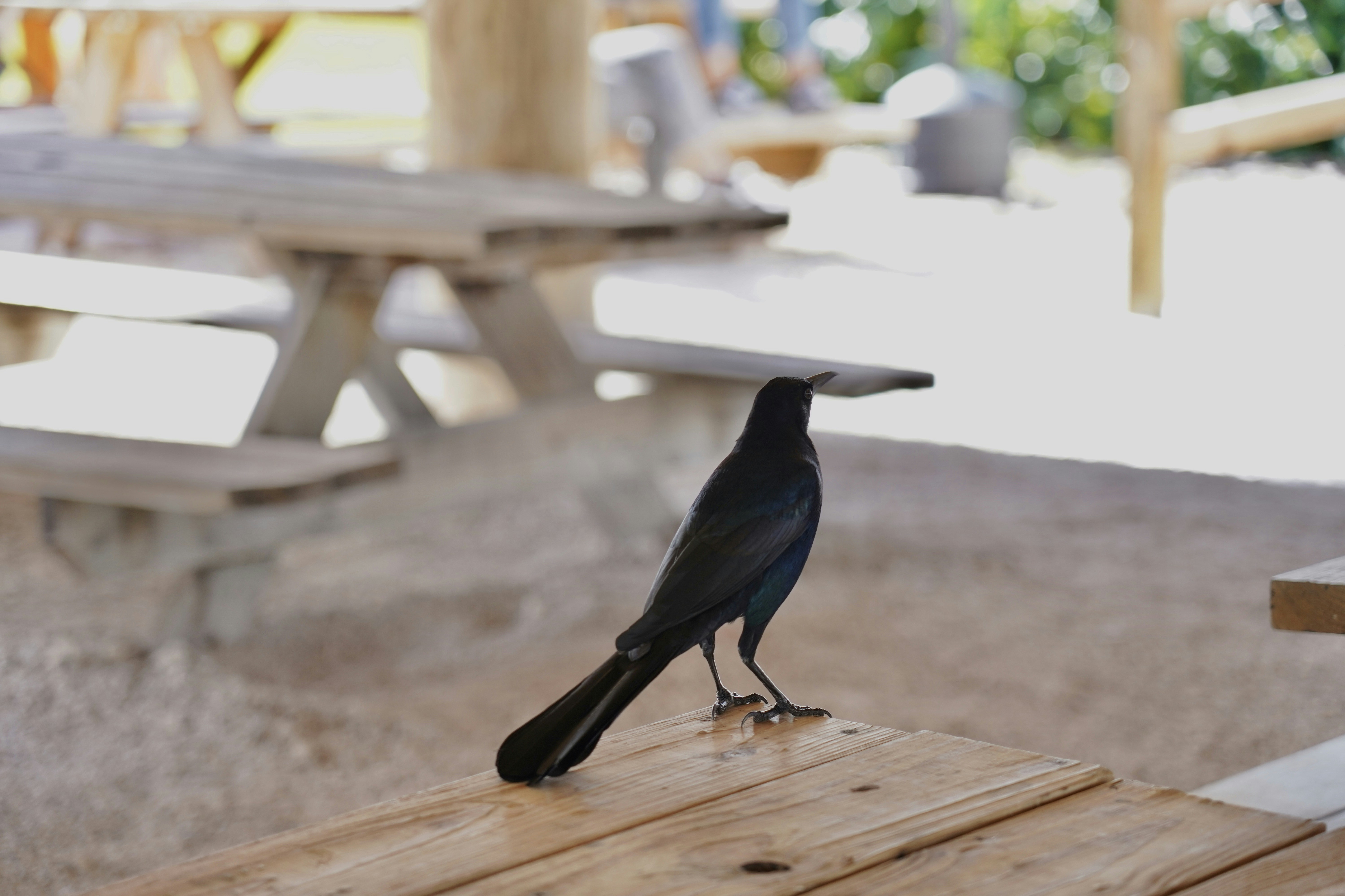 Midday Watcher: A Black Bird Perched on Weathered Wood