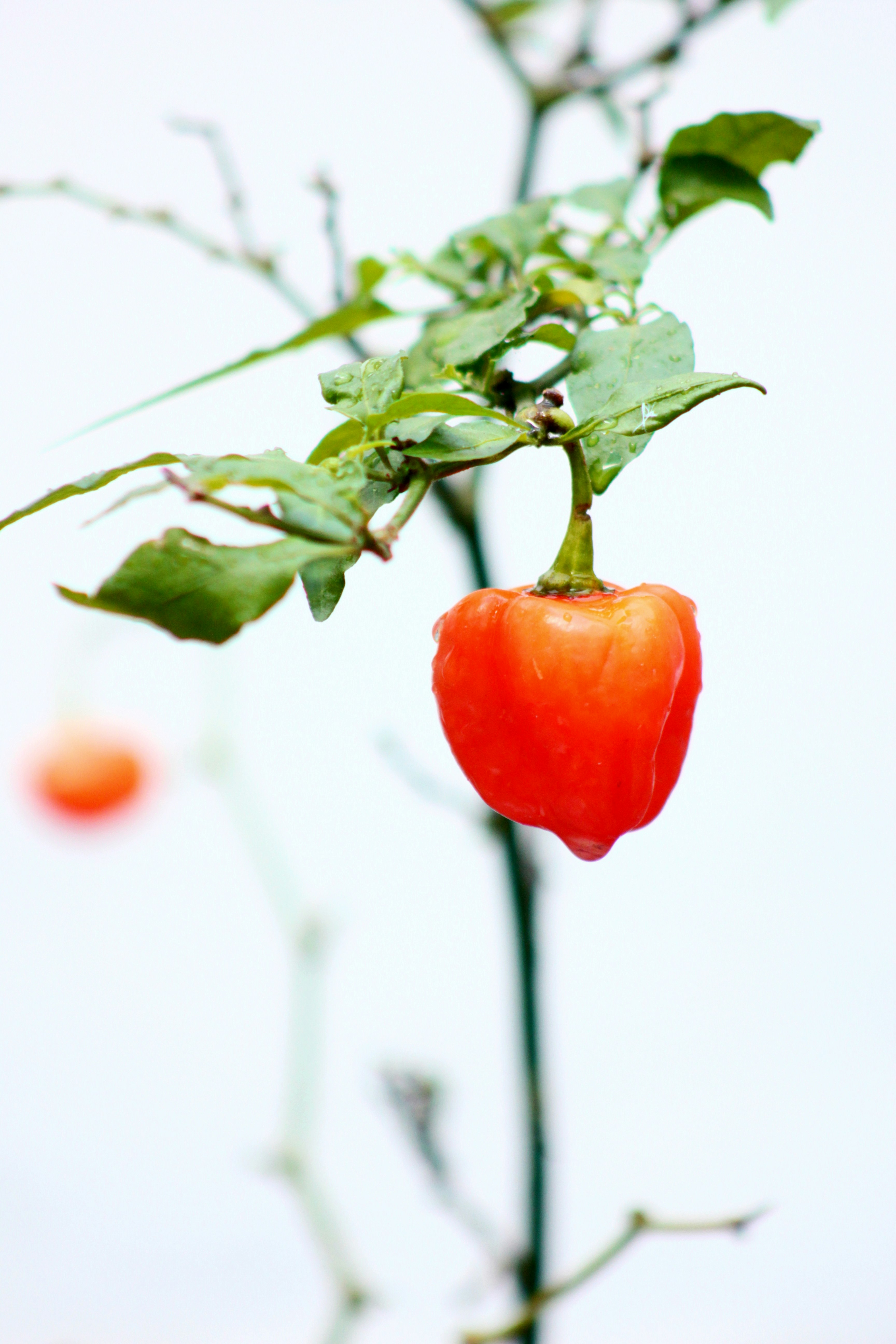 Légume rouge photo – Image gratuite de Nourriture sur Unsplash