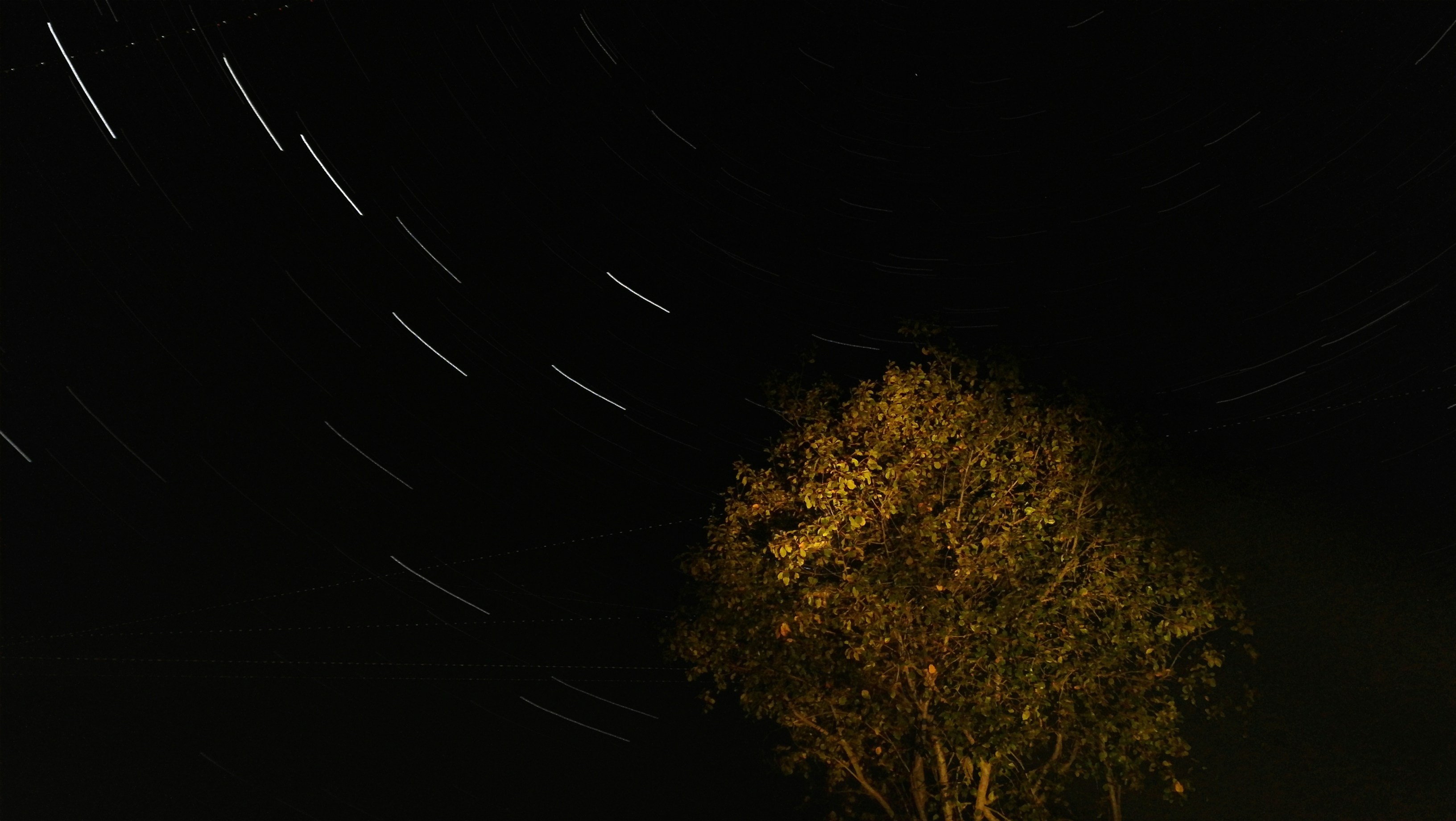 Long-exposure star trails arc across the dark sky while a lone tree is softly lit in the foreground, creating a quiet nightscape photograph. The composition emphasizes the motion of stars against a still foreground.