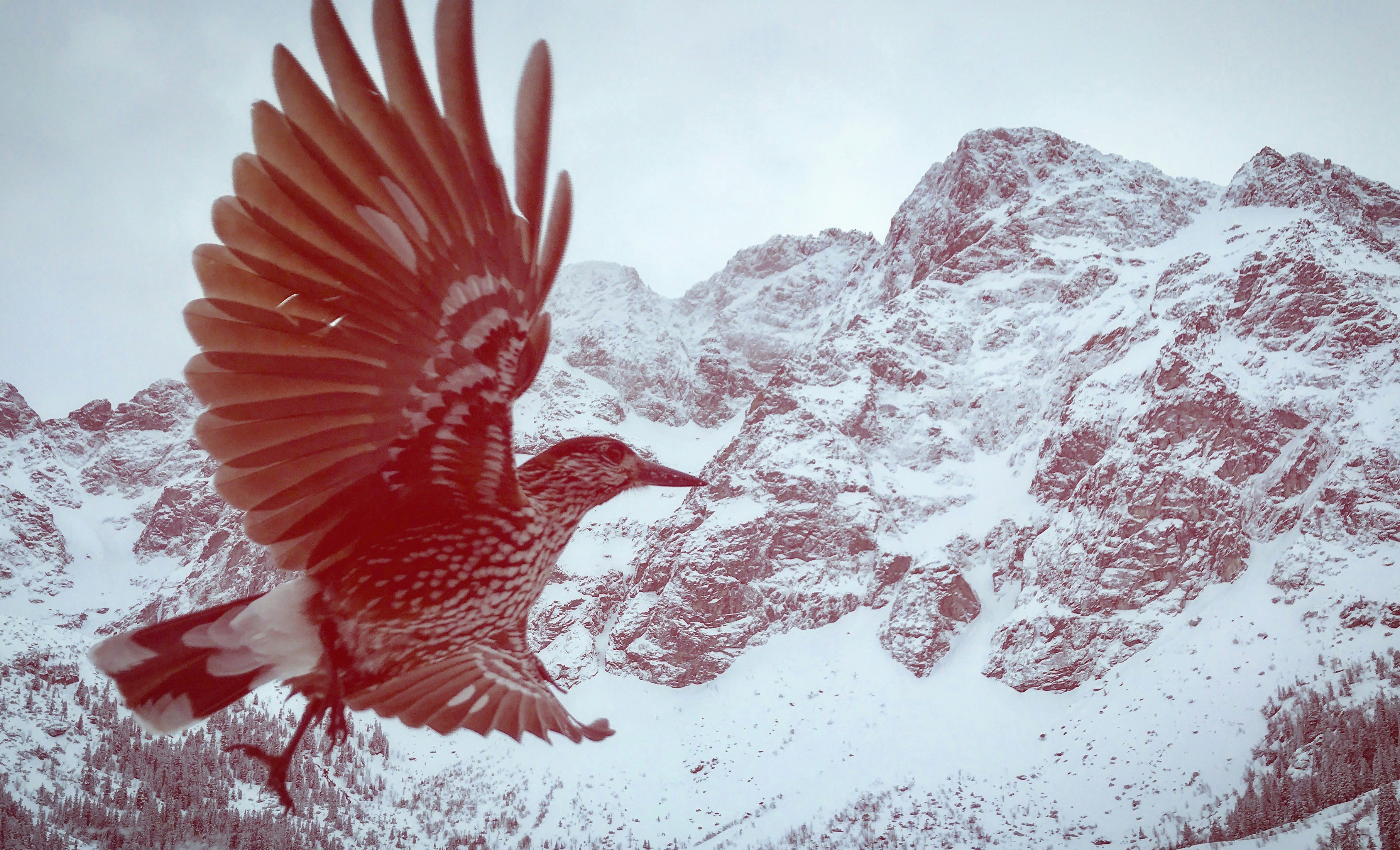 Crimson Wing Over Frostbound Peaks