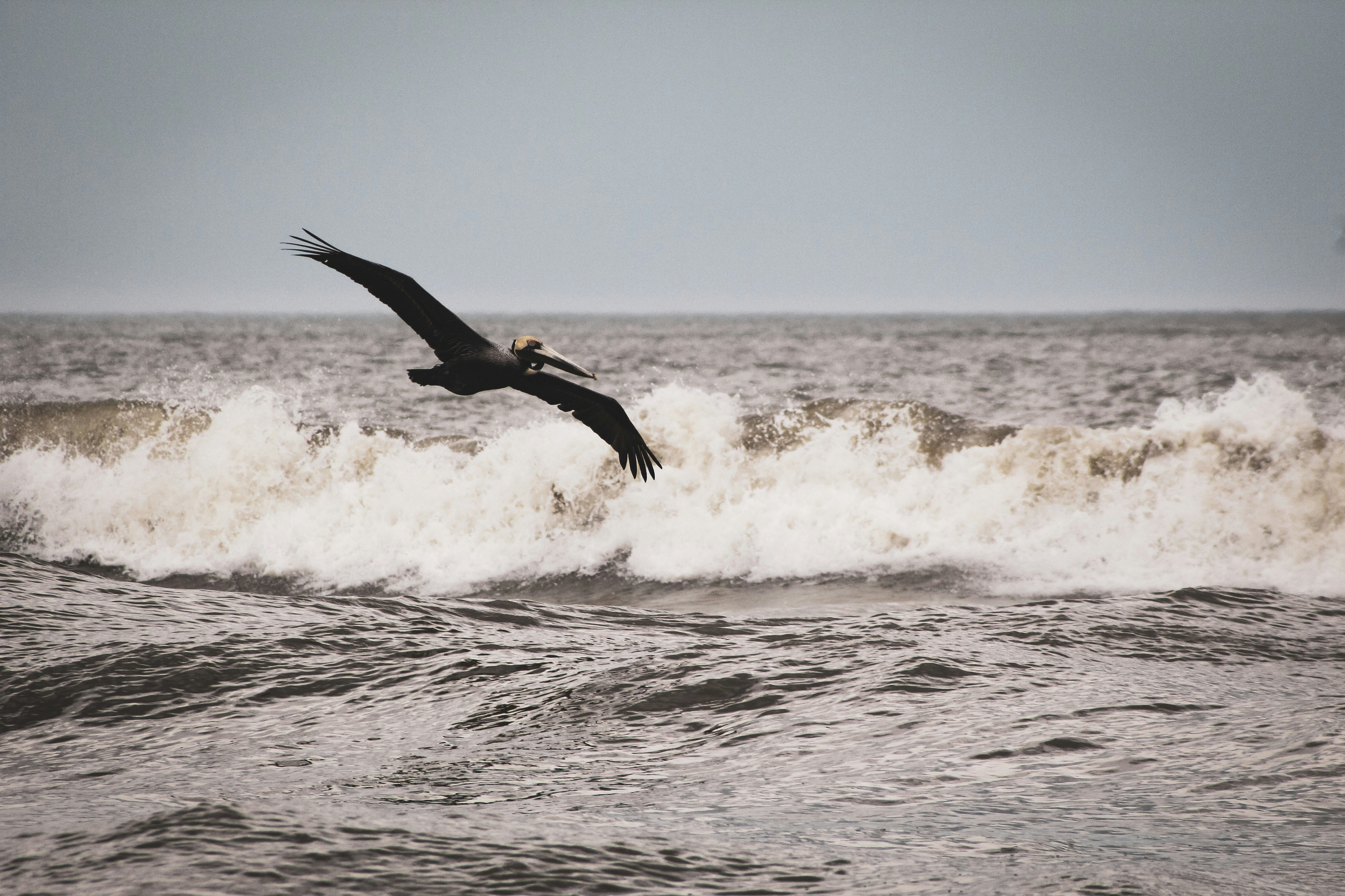 Pelican soaring above choppy ocean waves under a gray sky.