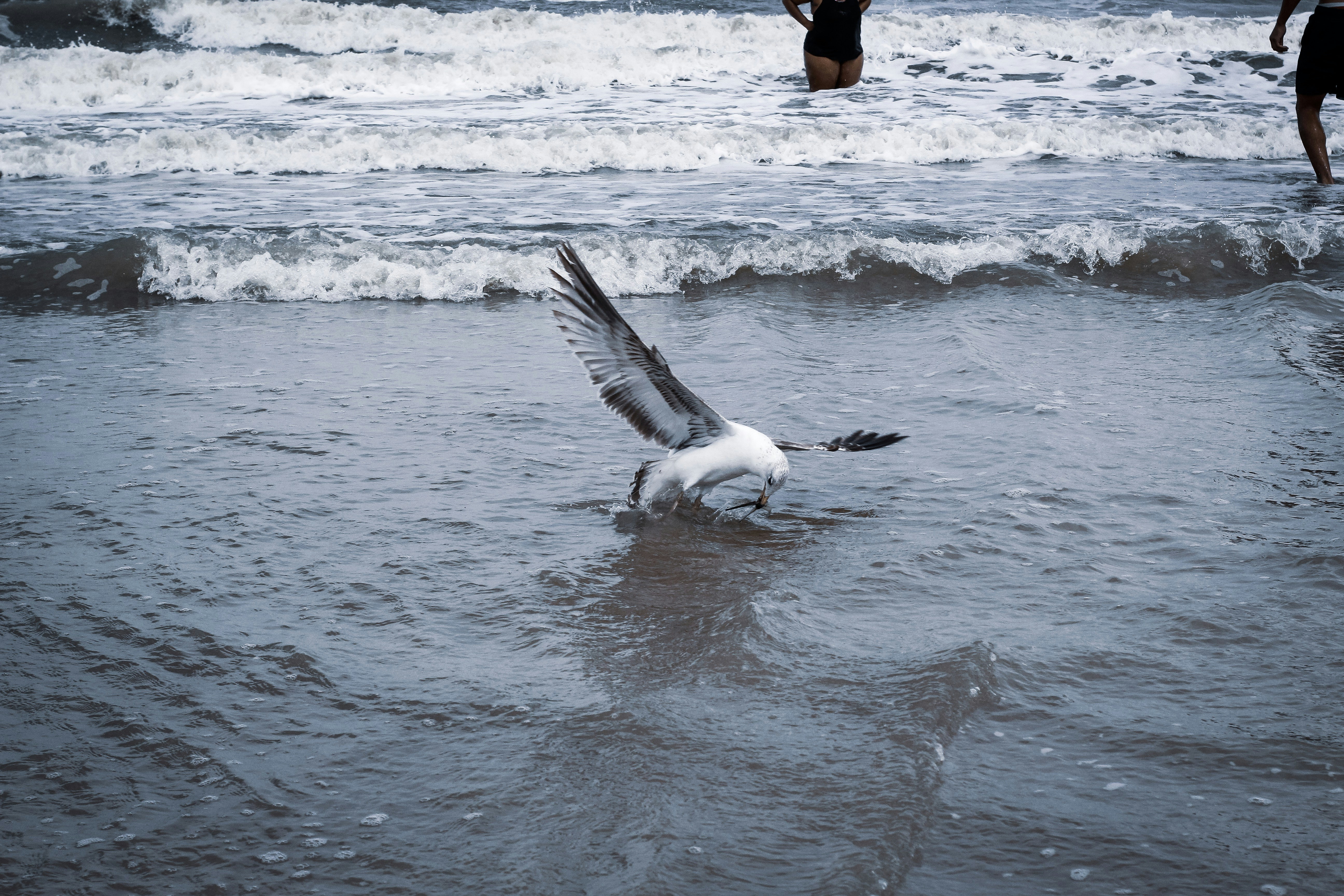 Gull's Respite at the Shoreline