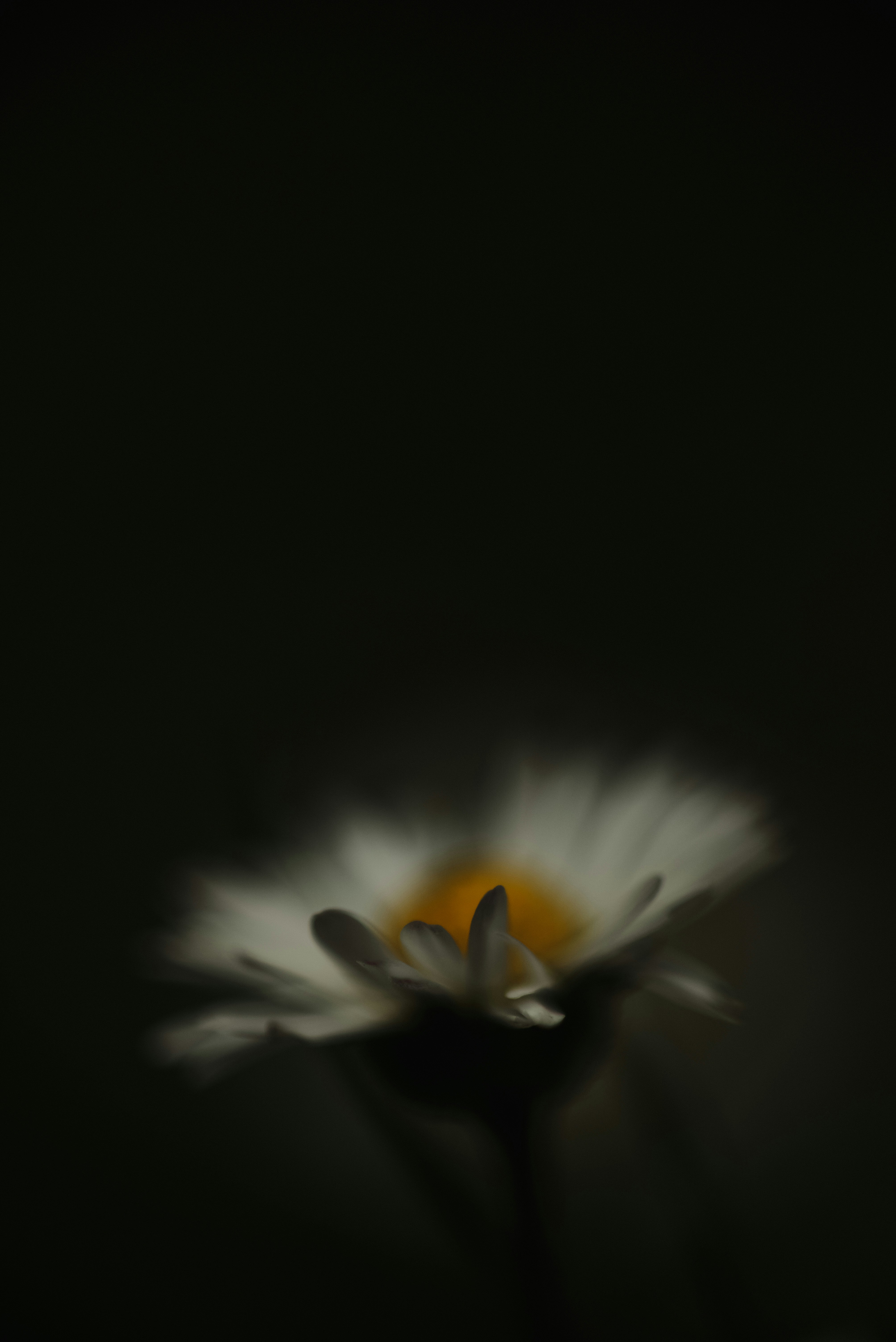 A delicate daisy blooms softly against a dark backdrop, highlighting its intricate petals and vibrant center.