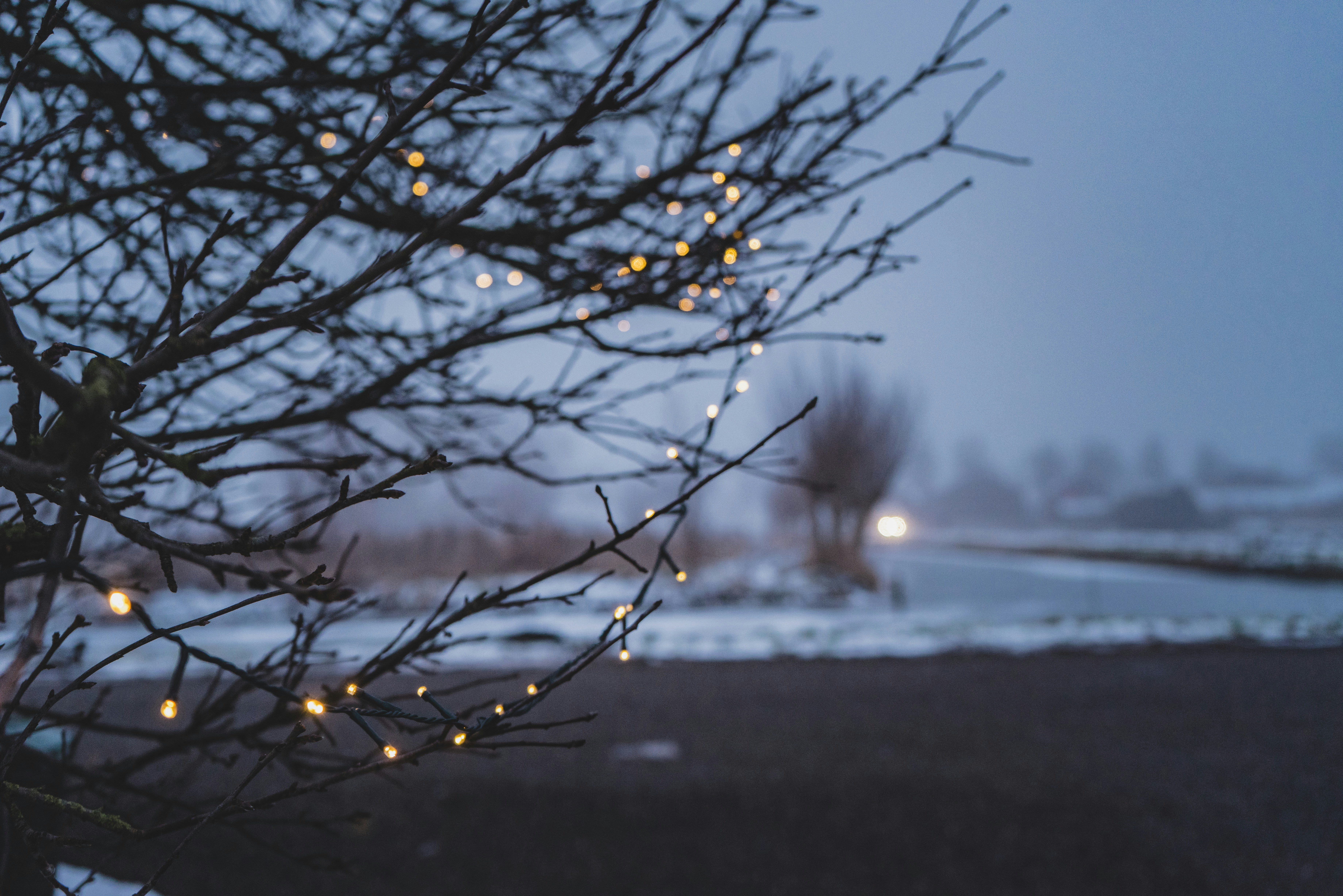 Close-up photography of leafless tree photo – Free Grey Image on Unsplash