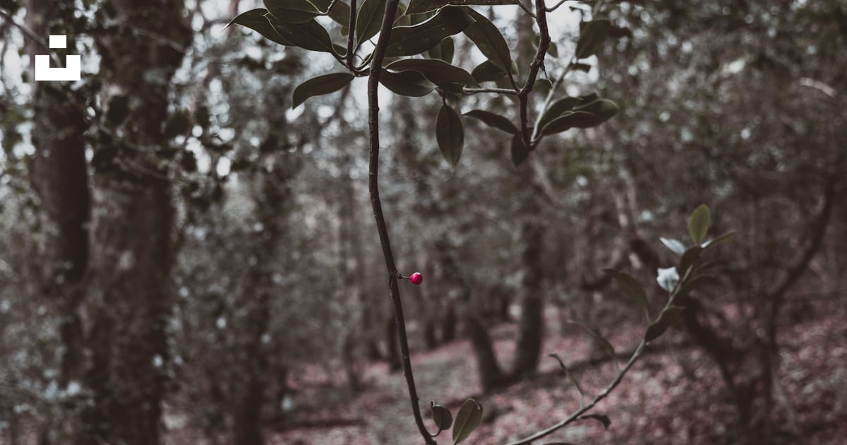 Hojas Verdes Con Flores Rosadas Foto Imagen De Gris Gratuita En Unsplash