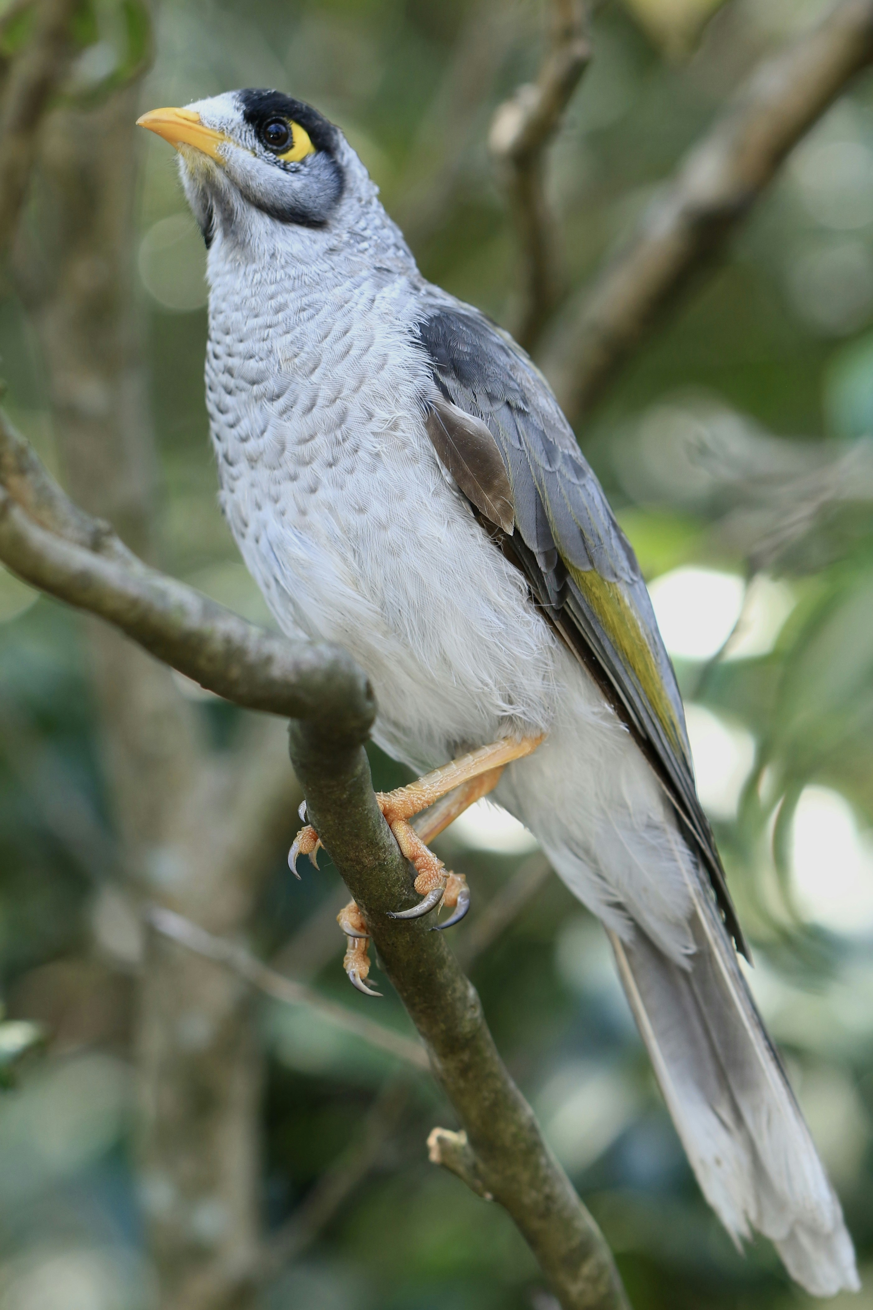 Noisy Miner Bird