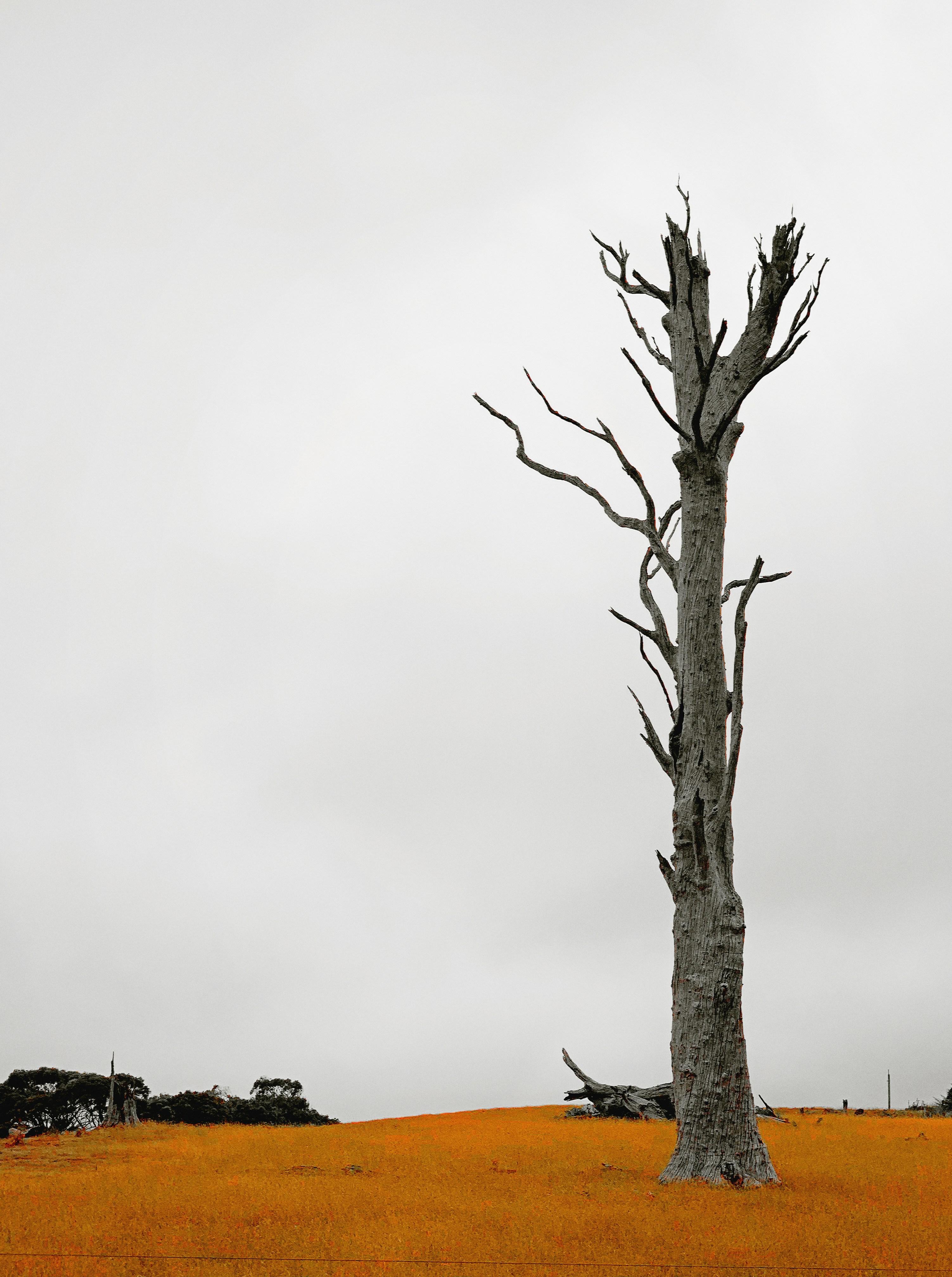 A solitary, leafless tree stands against a muted sky, surrounded by vibrant yellow grass. The stark contrast highlights the tree's texture and form.