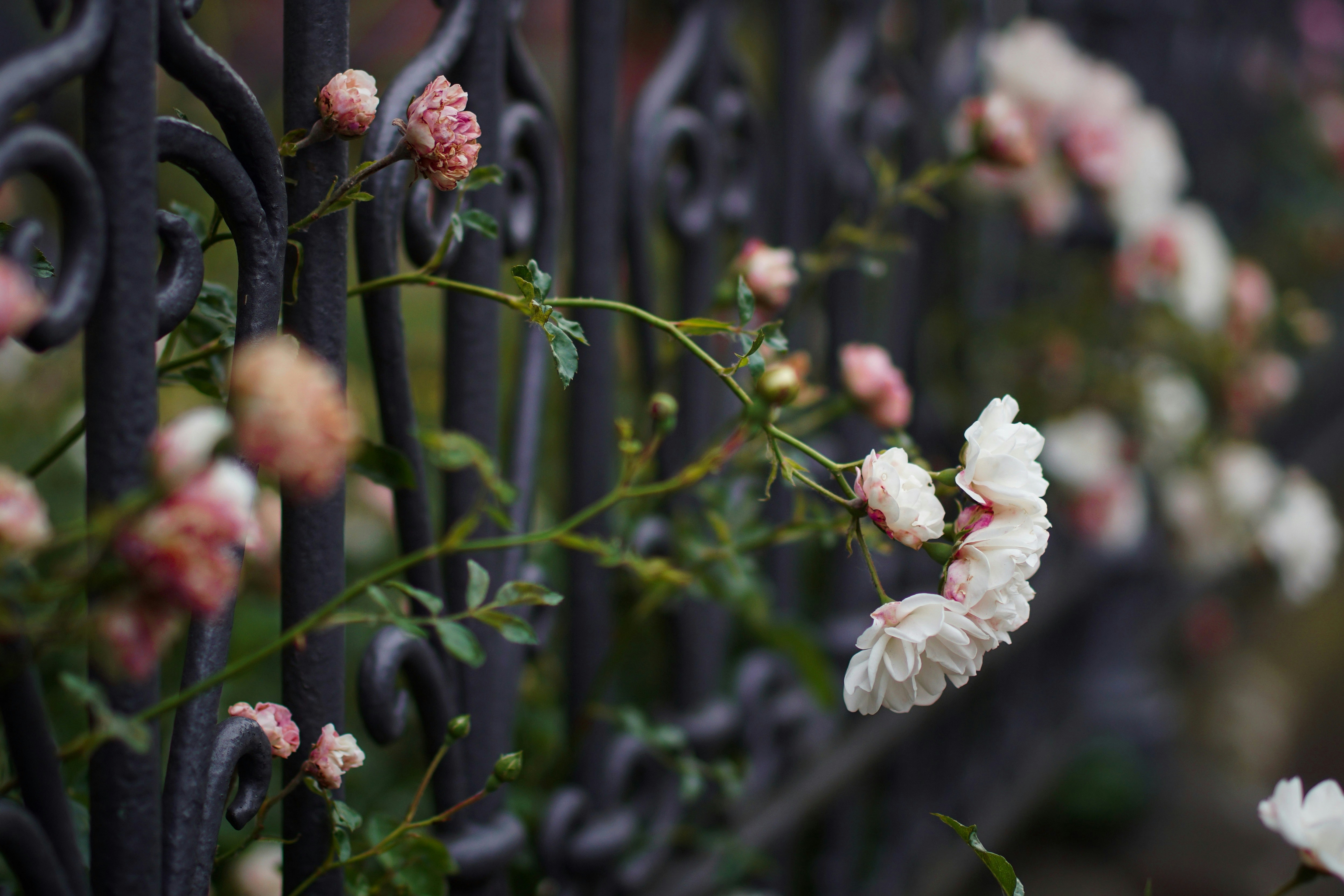 Delicate roses entwined with ornate ironwork, showcasing the contrast between nature and craftsmanship.