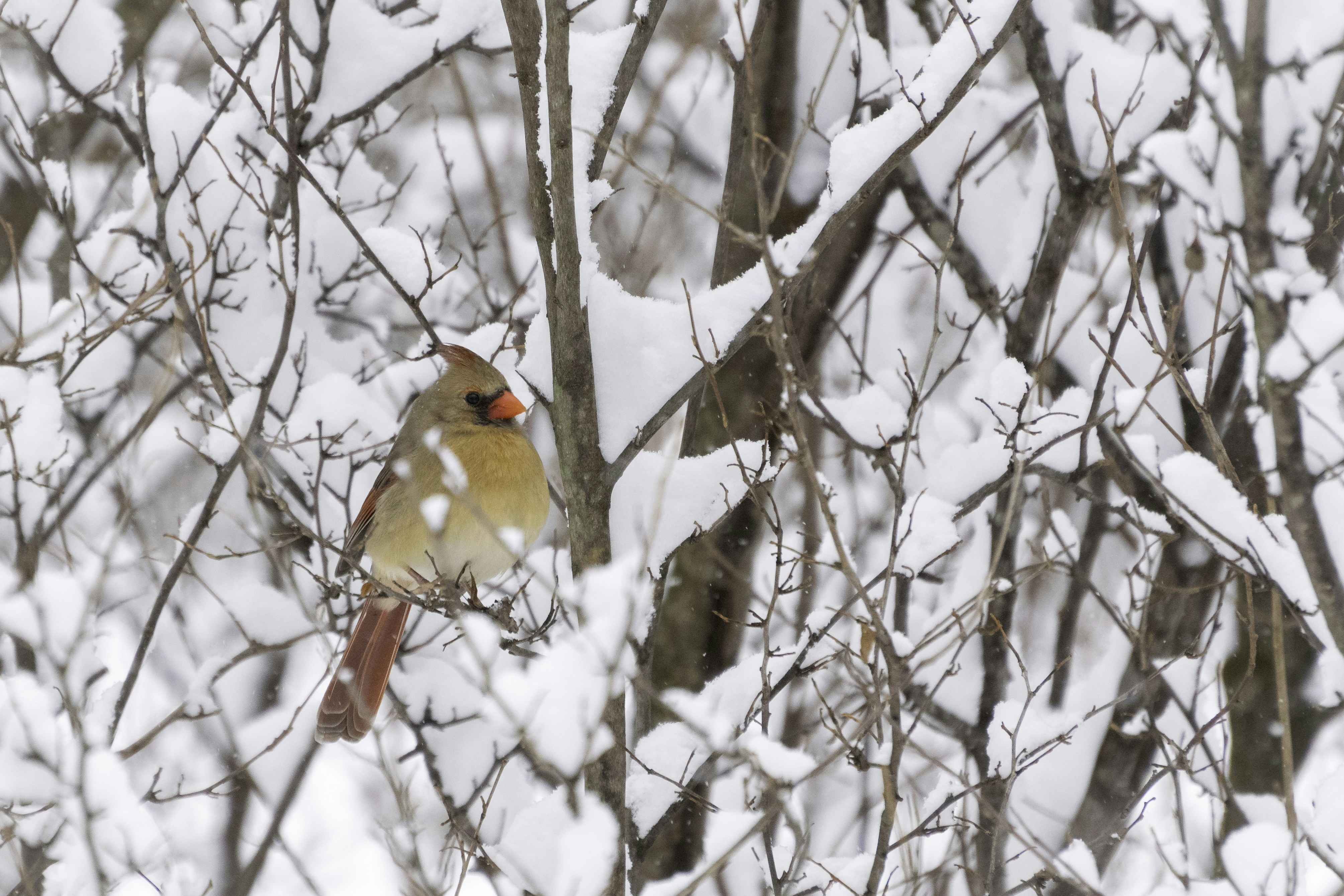 Brown cardinal bird perching on tree branch photo – Free Bird Image on ...