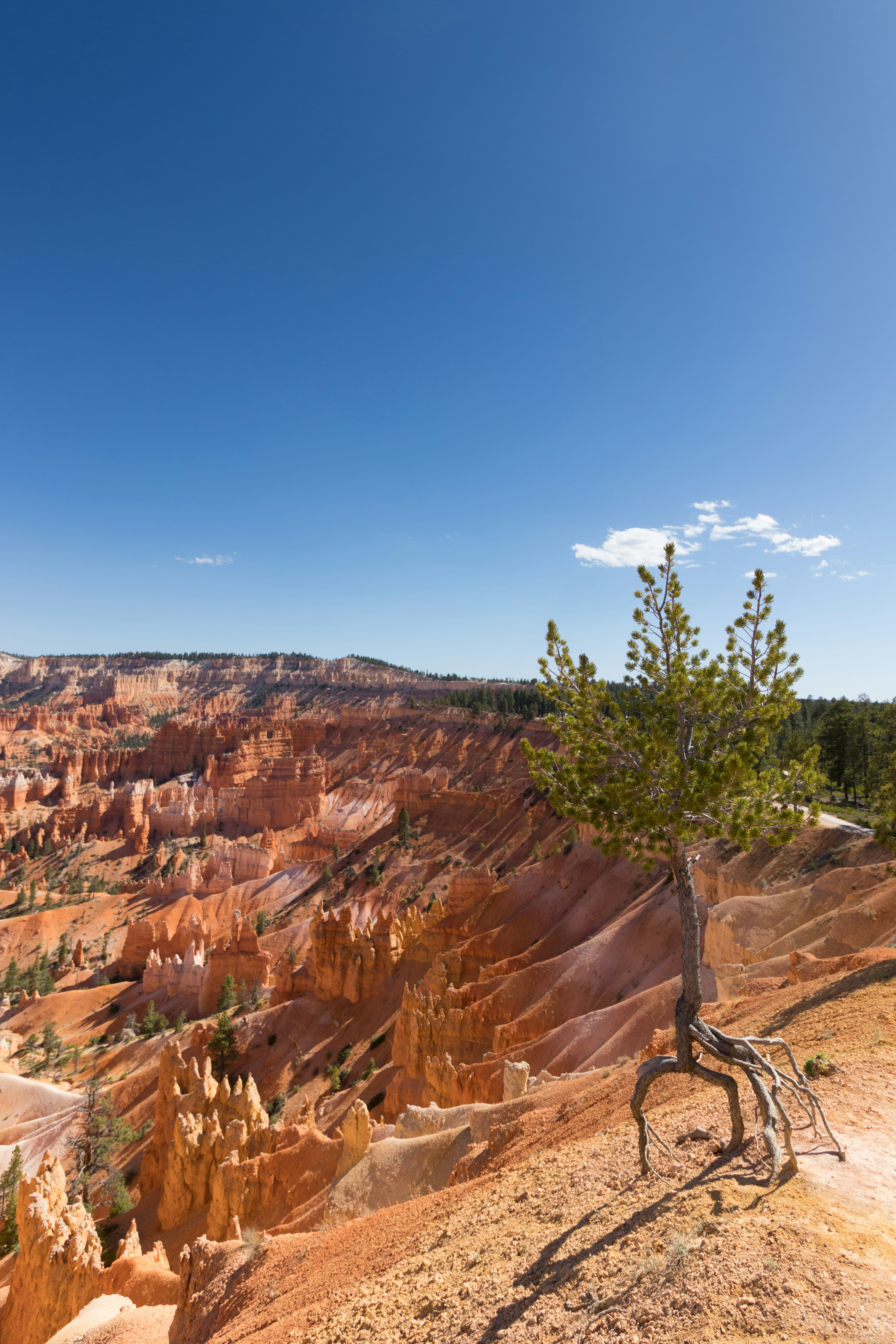 Verdant Lone Pine Overlook above Coral Ridge