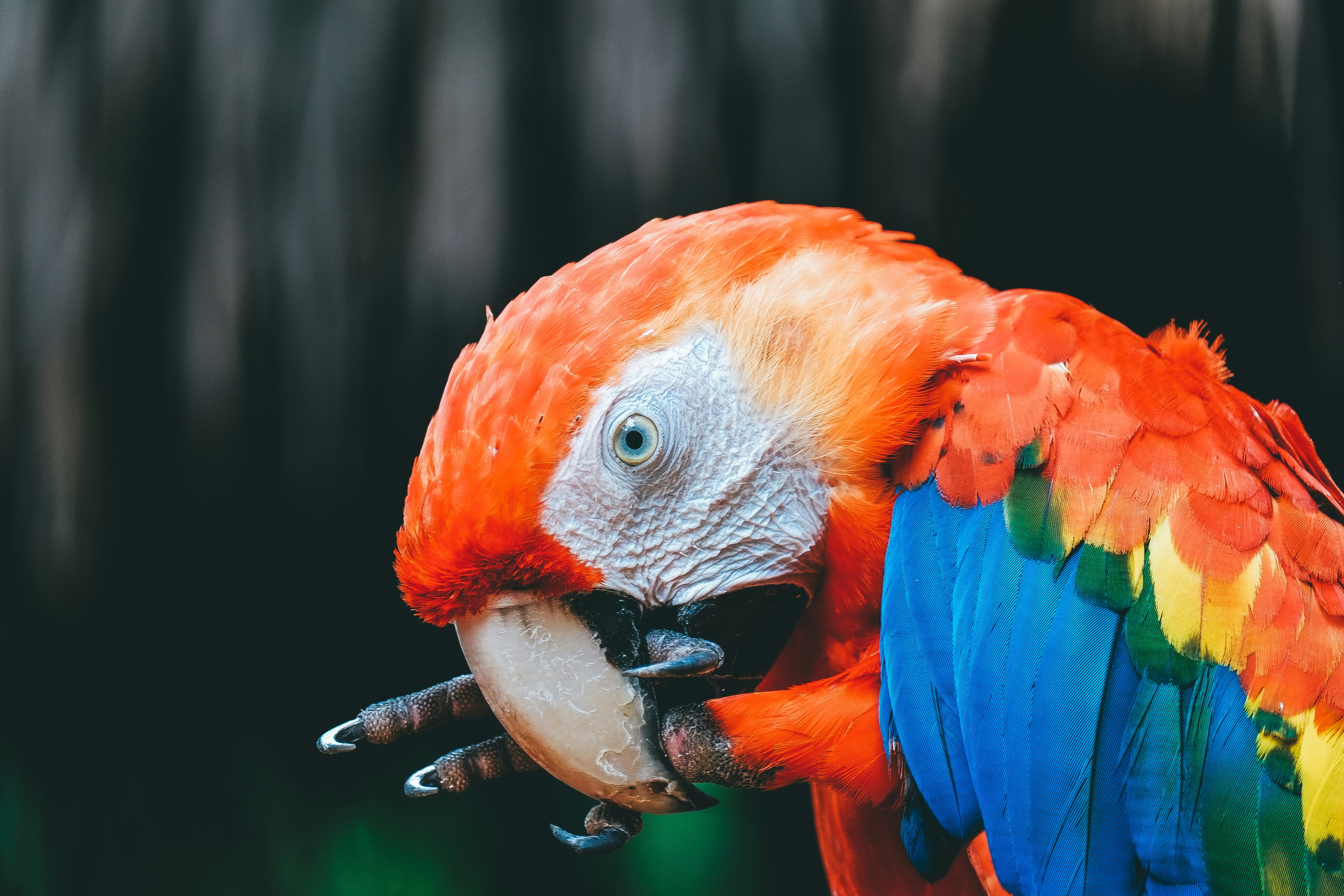 Scarlet Macaw photo – Free Animal Image on Unsplash