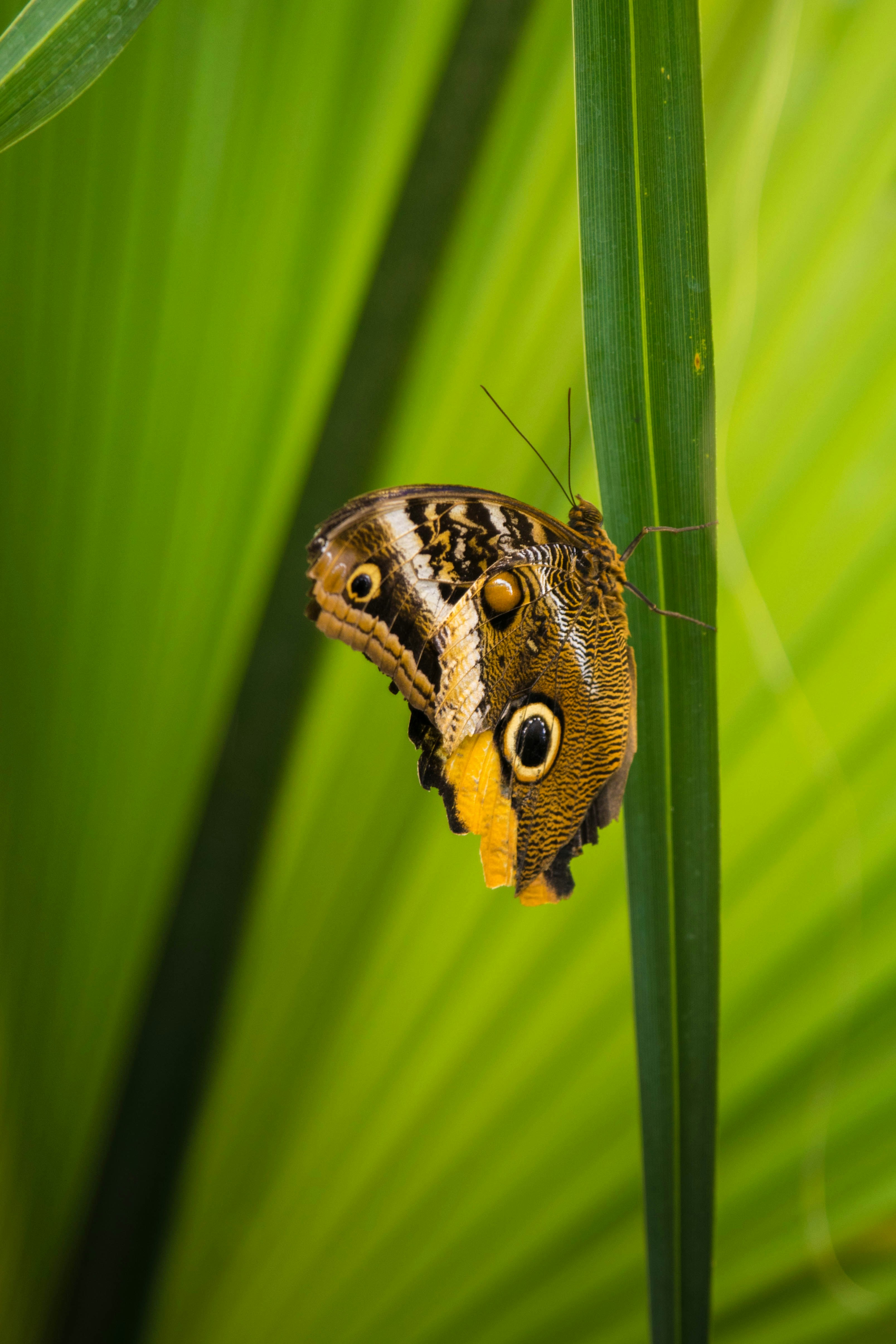 Owl butterfly perched on a green leaf, showcasing its intricate patterns against a vibrant backdrop. The photograph highlights the delicate beauty of this insect.