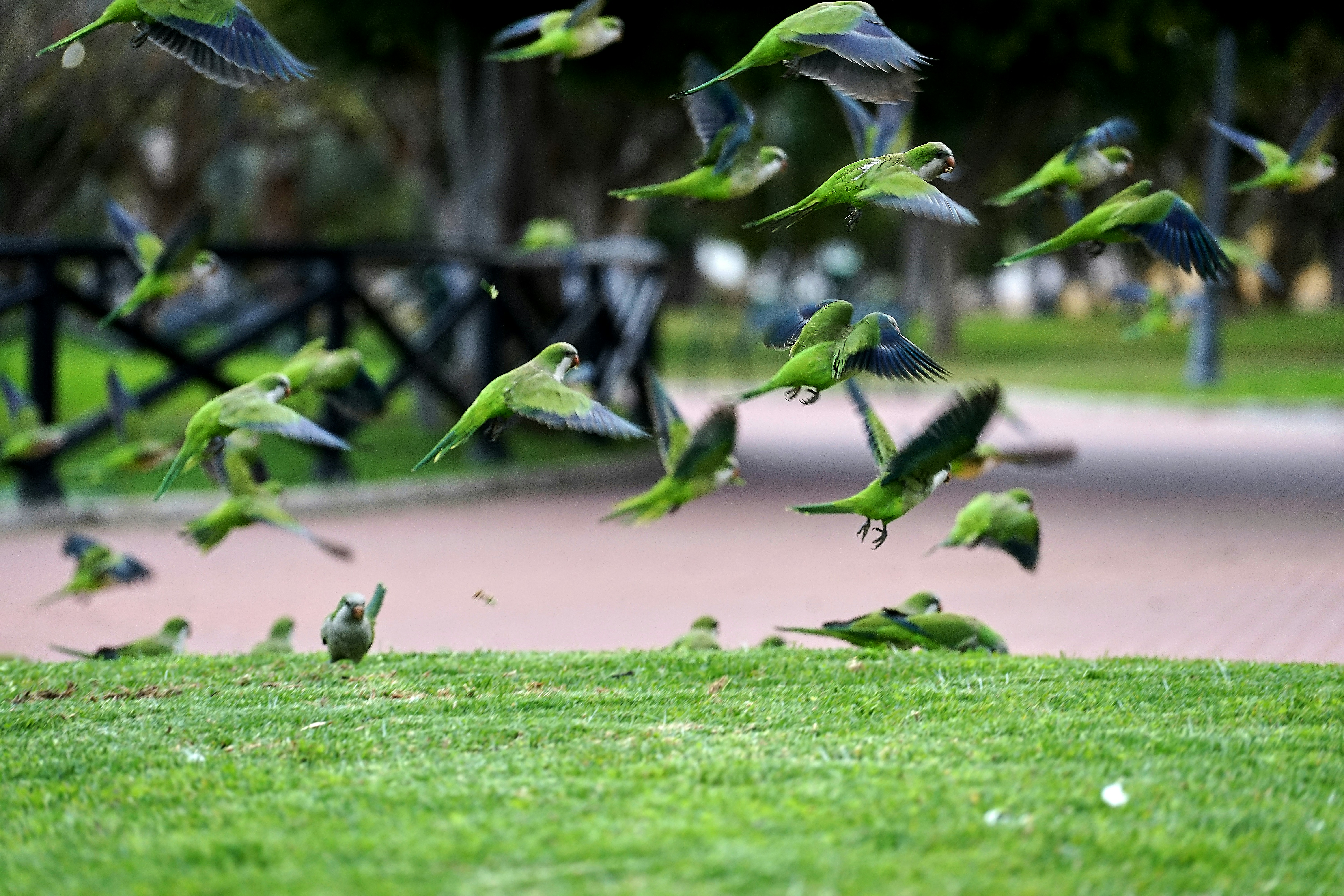 Lone Ground Parakeet Beneath a Swarm of Green Parrots