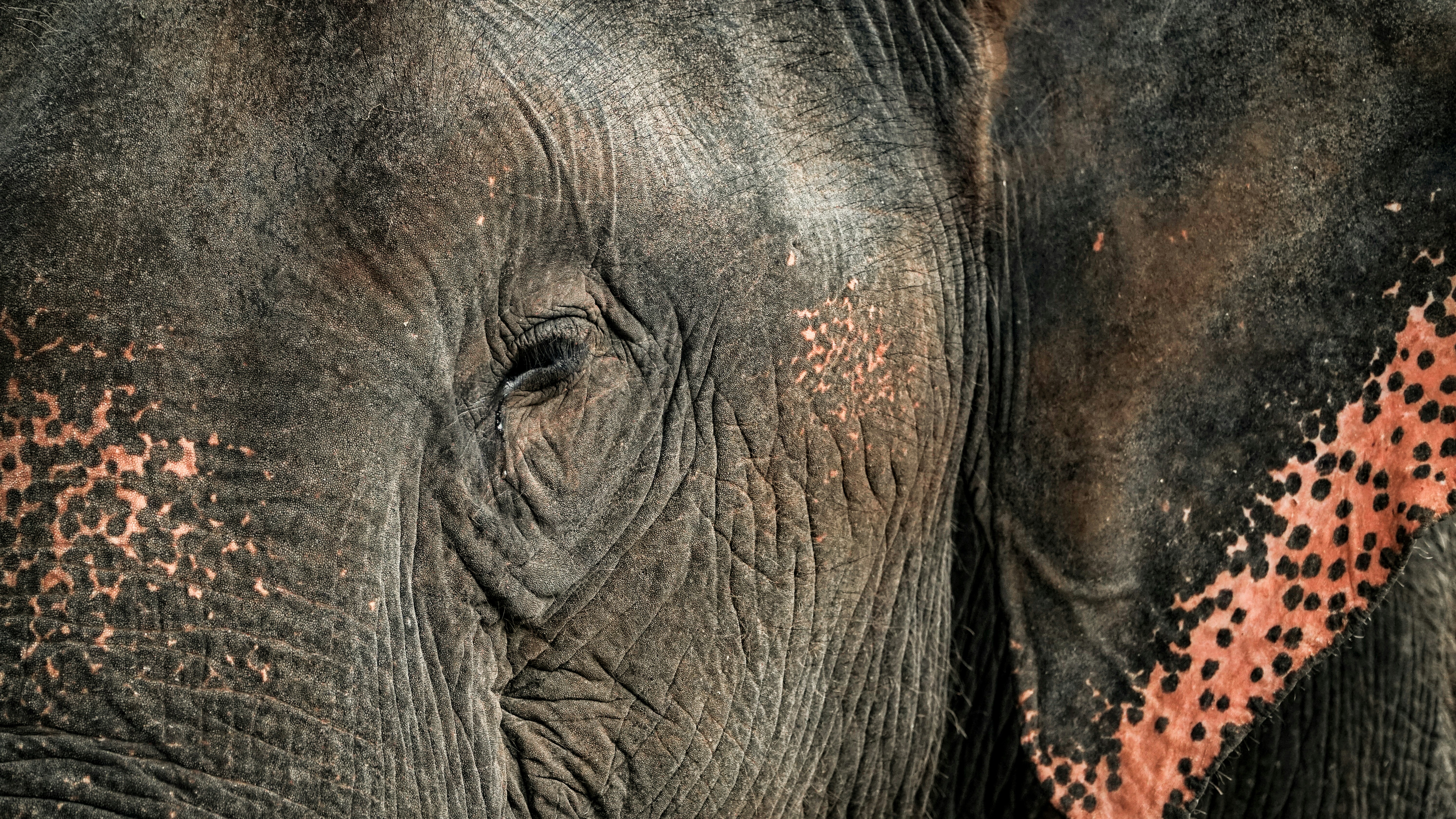 Éléphant noir photo – Image gratuite de Thaïlande sur Unsplash