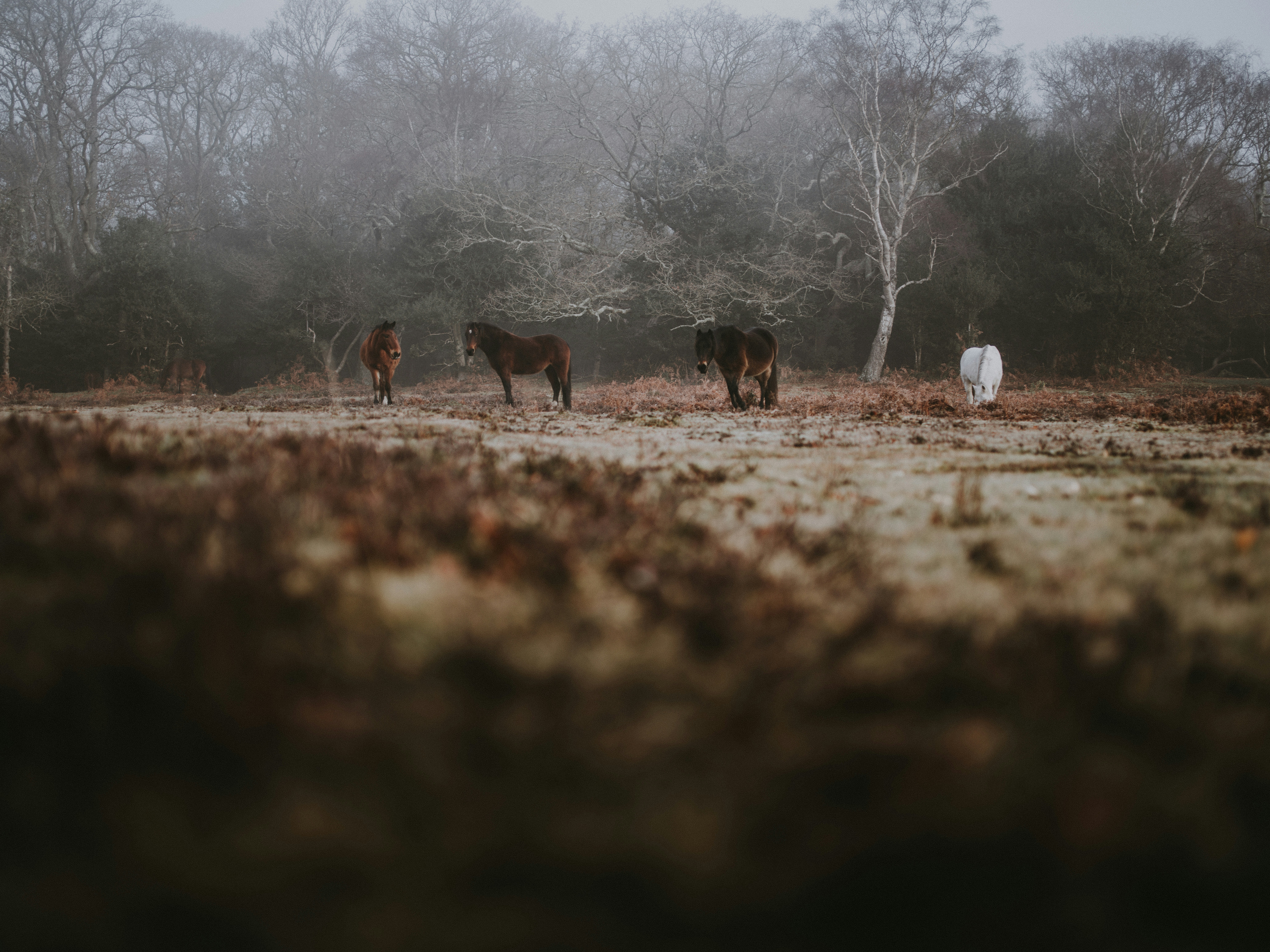 Horses grazing in a foggy meadow, surrounded by sparse trees and autumn foliage.