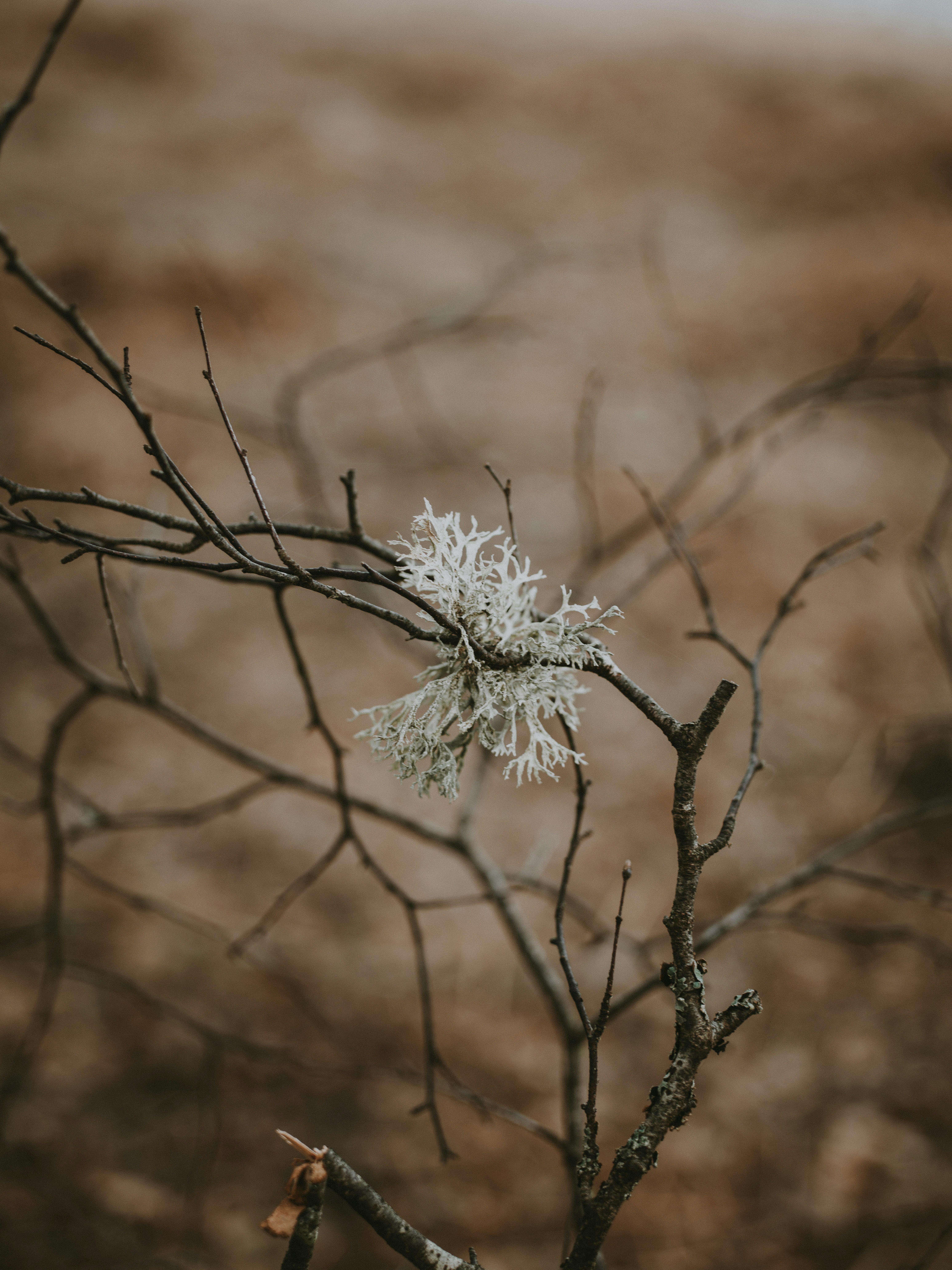 White Coral Lichen Clings to a Bare Branch in a Desolate Field