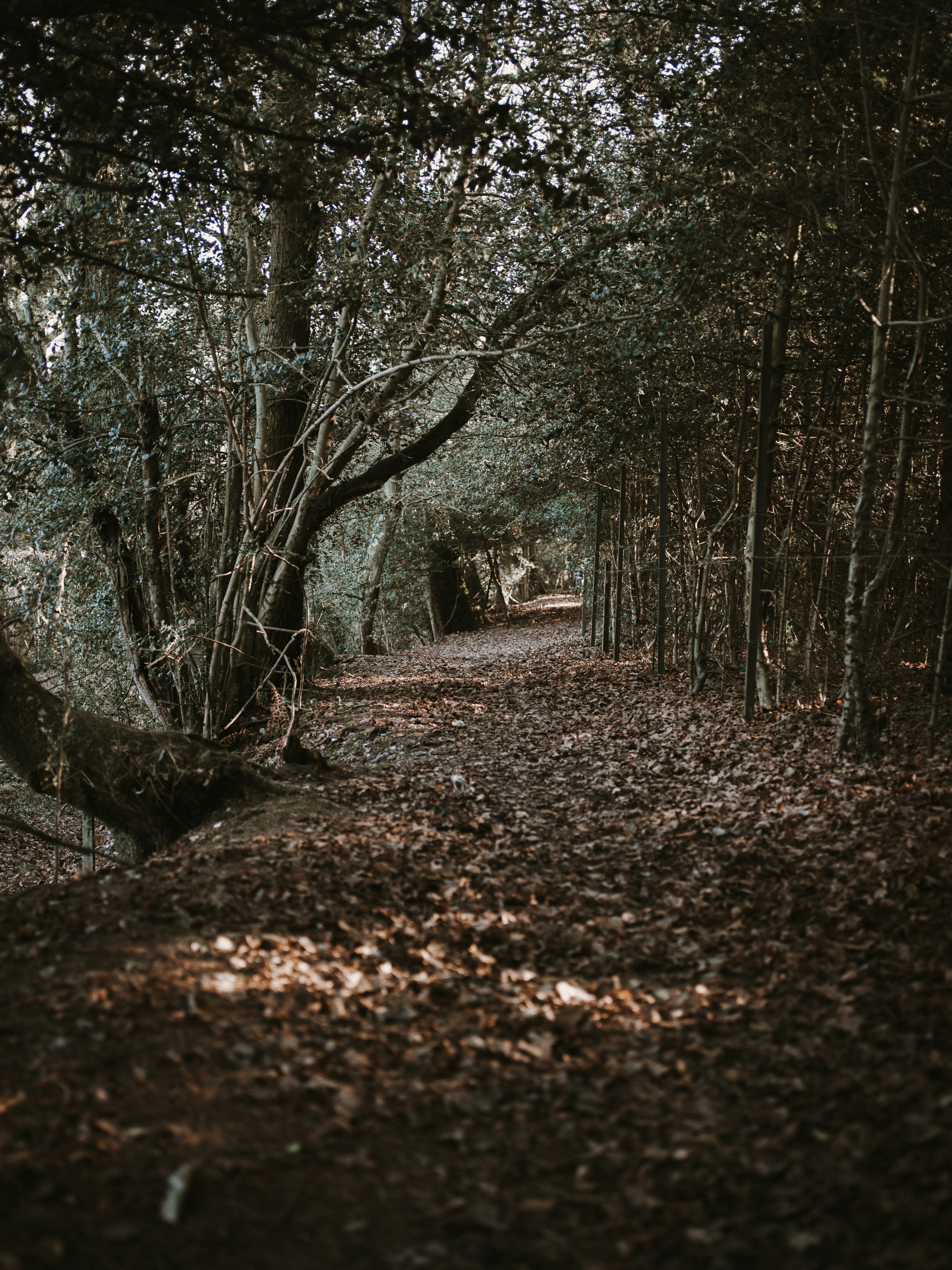 Pathway underneath trees with dried leaves photo – Free Grey Image on ...