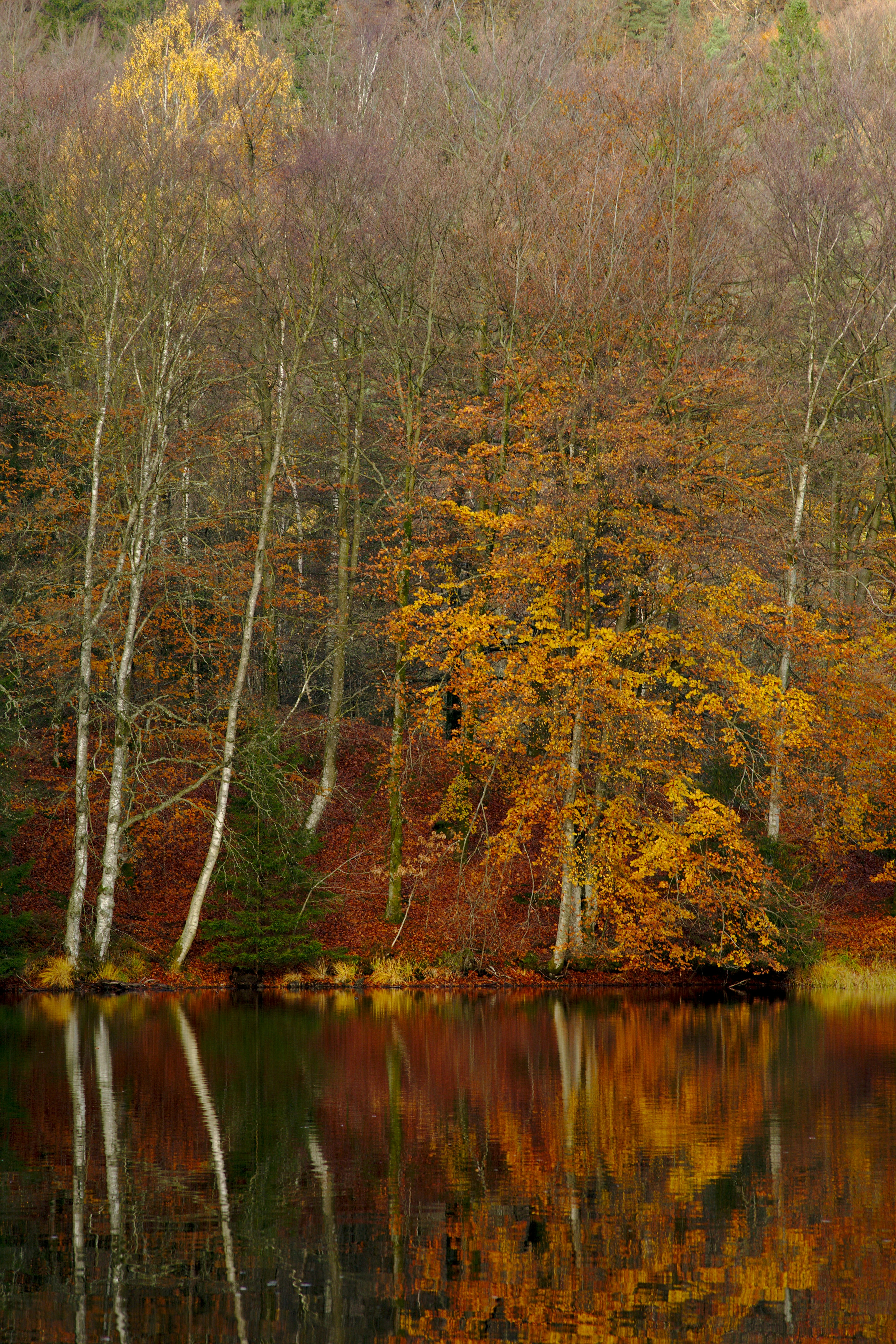 Vibrant autumn foliage reflecting in a tranquil lake, showcasing a blend of yellows, oranges, and muted browns. The serene scene captures the essence of seasonal transition.
