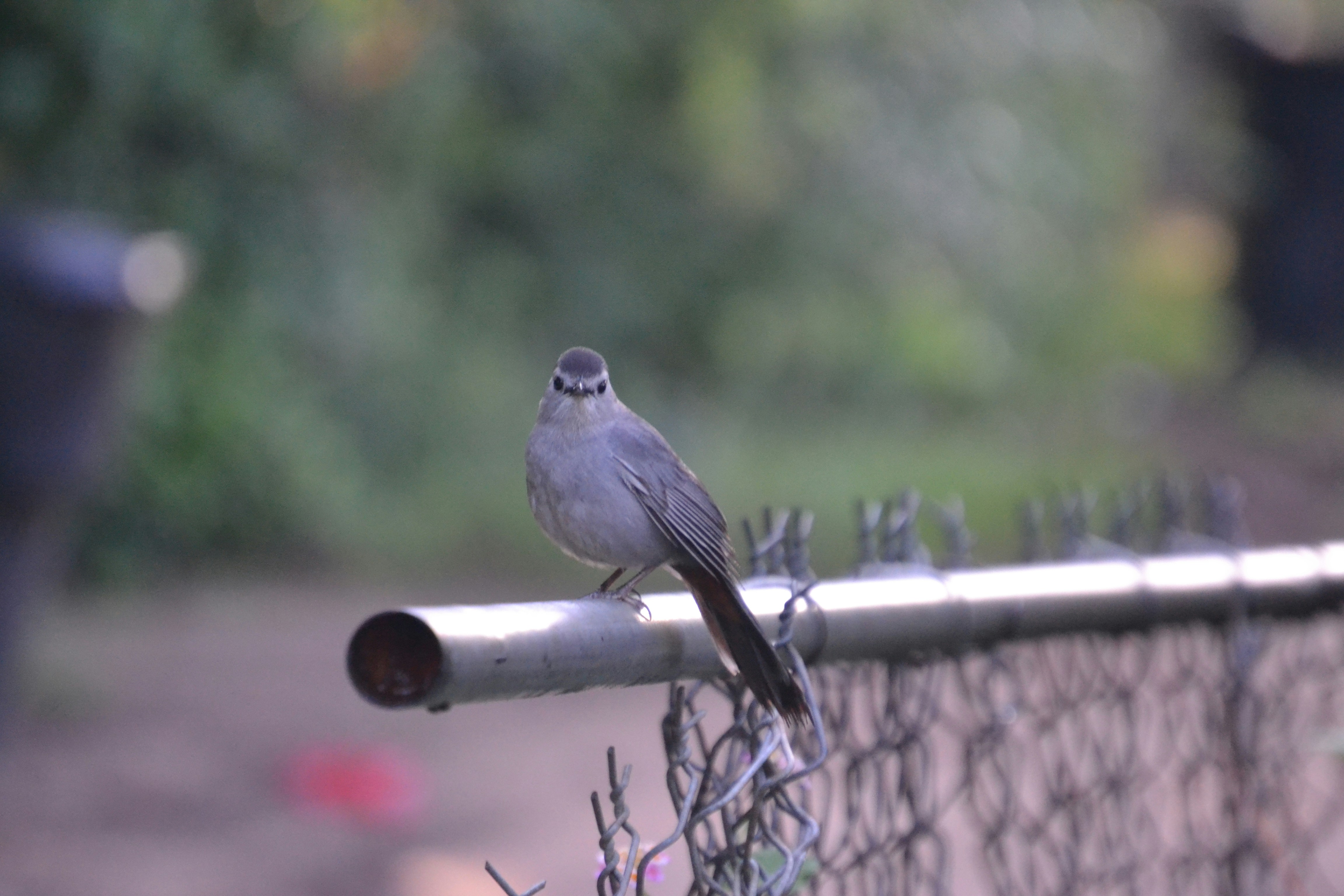 Perched Gray Warbler on a Weathered Bar, Amid Soft Green Bokeh