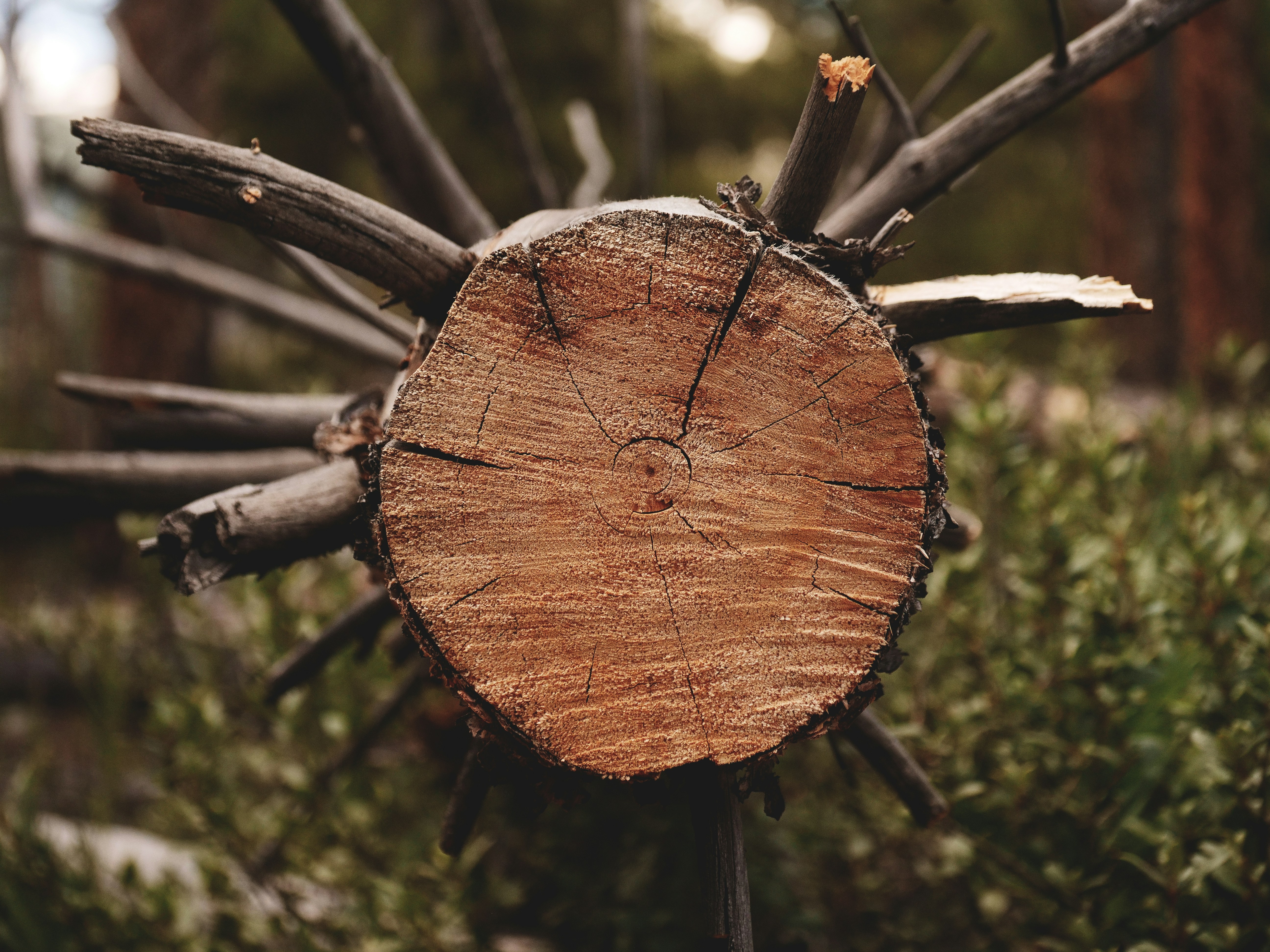 Radial Echoes: The Log Cross-Section Framed by Spiked Branches