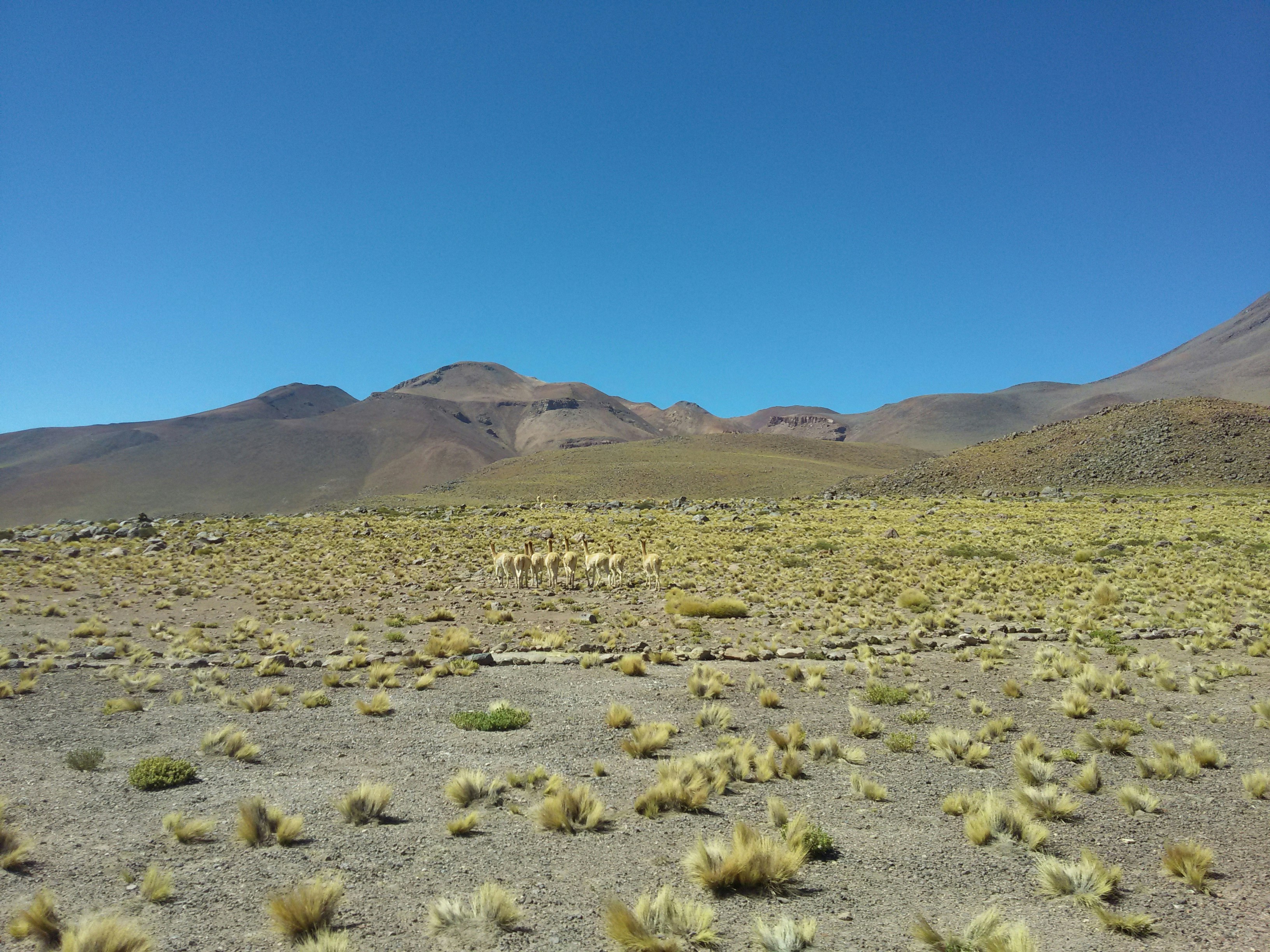 Landscape photograph of a sparse desert plain dotted with tufts of grass, stretching toward distant brown mountains under a bright blue sky.