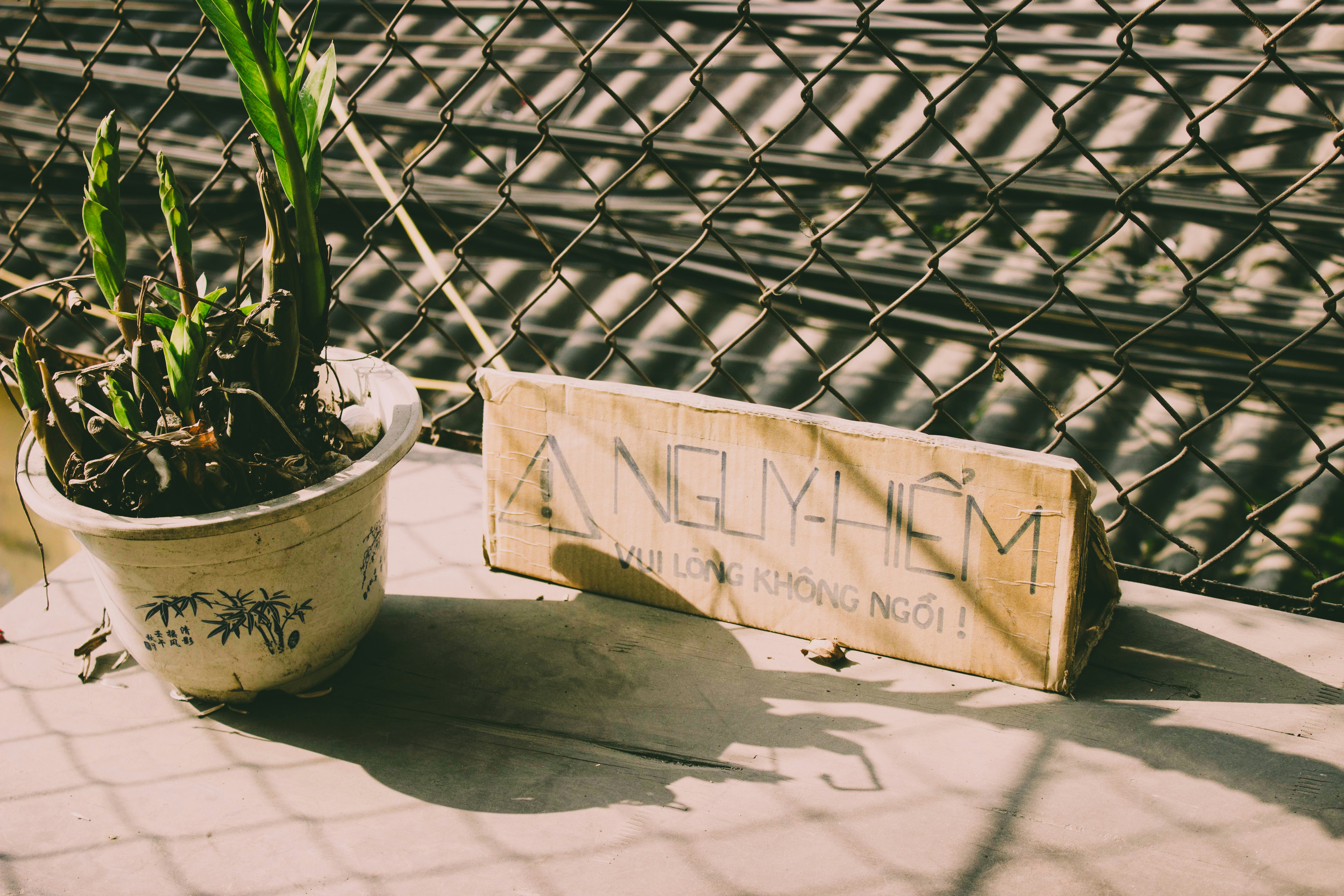 Sunlit Corner: Weathered Sign Beside a Potted Plant under Diamond-Shaped Shadows